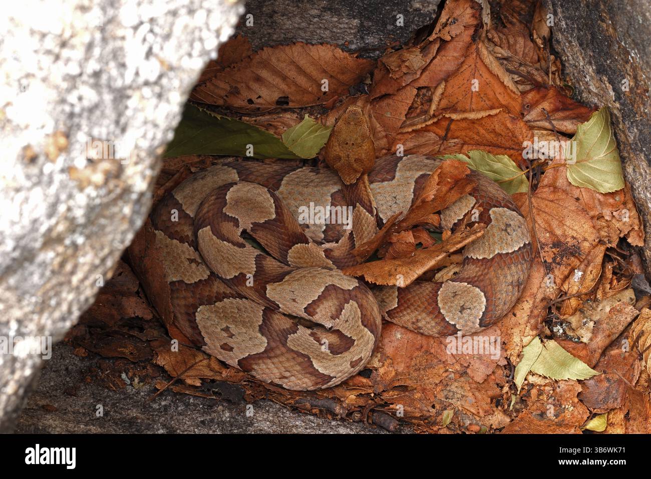 northern copperhead, Agkistrodon contortrix, at rookery,Maryland Stock Photo - Alamy