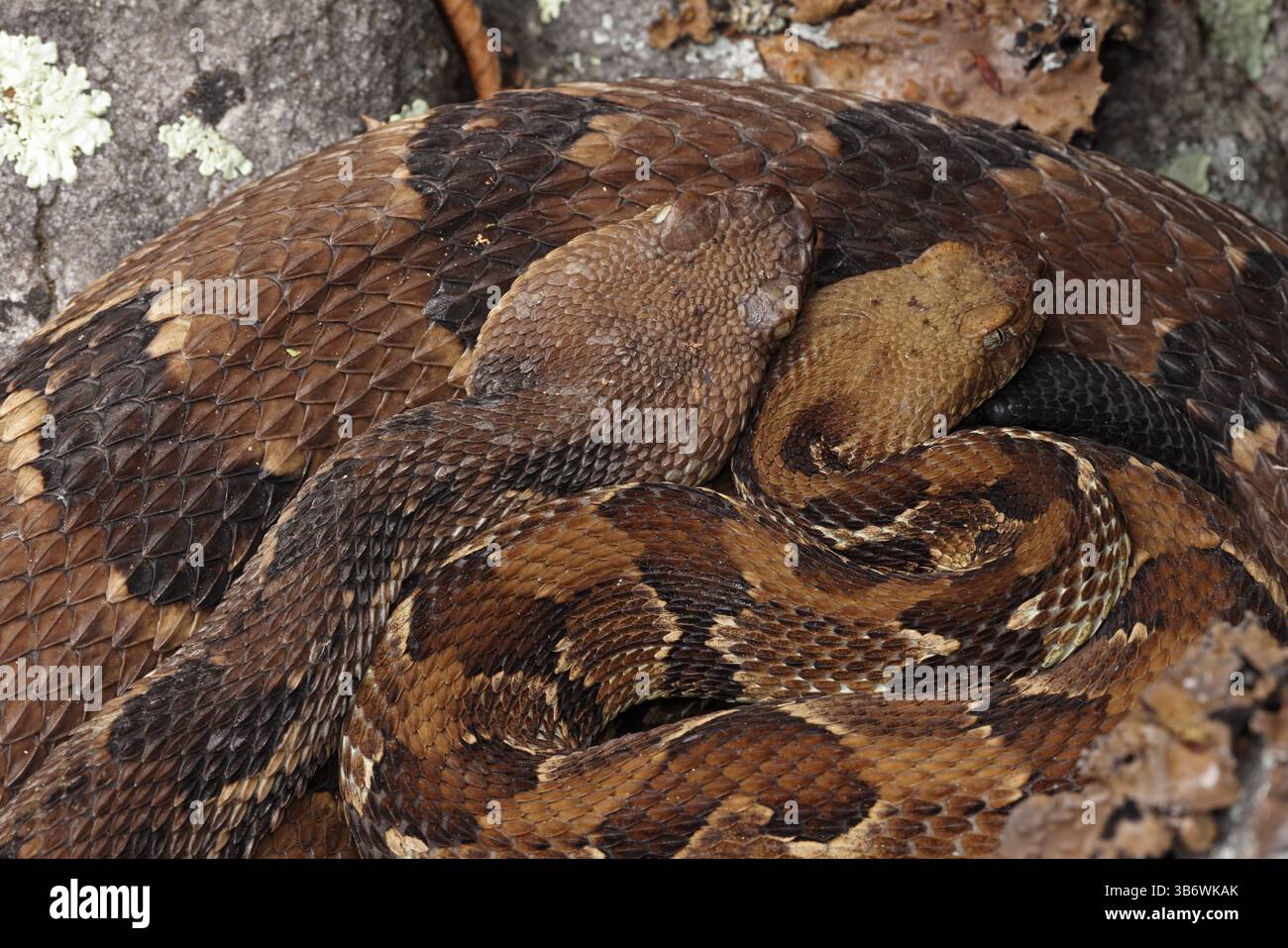 Timber rattlesnake, Crotalus horridus, male and female basking together ...