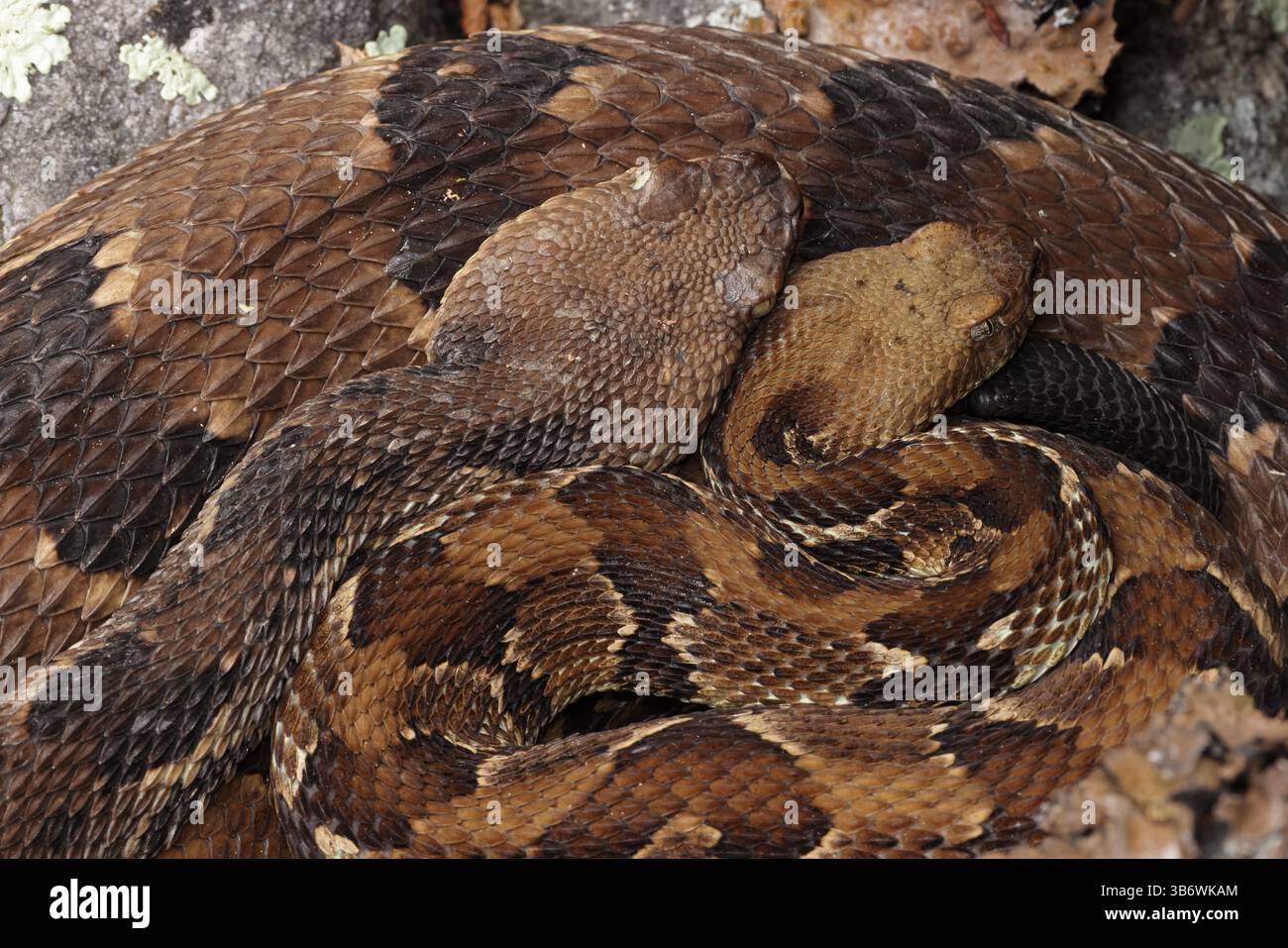 Timber rattlesnake, Crotalus horridus, male and female basking together ...