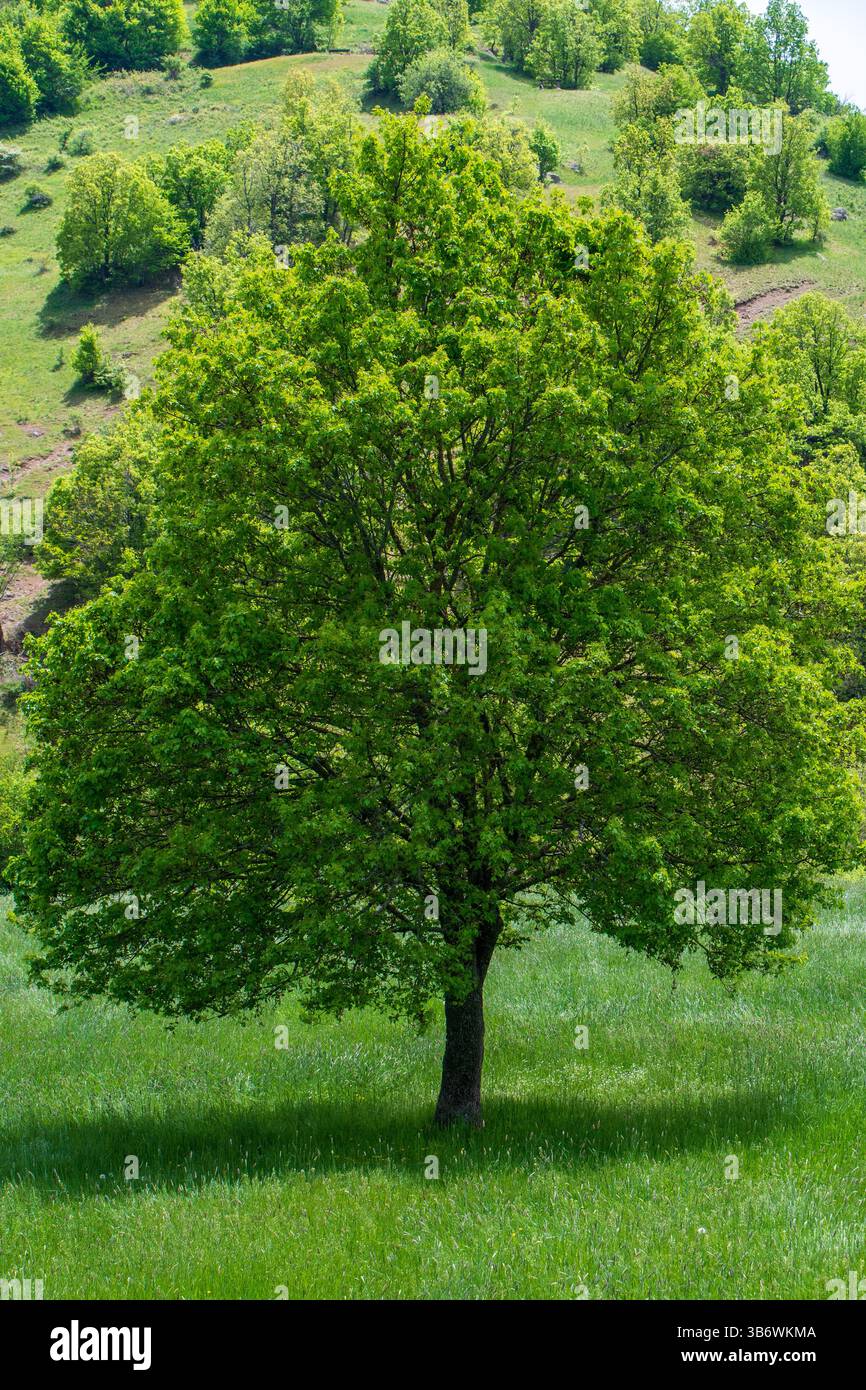 Spring Shade: Light and Shadow Dance Stock Photo - Alamy