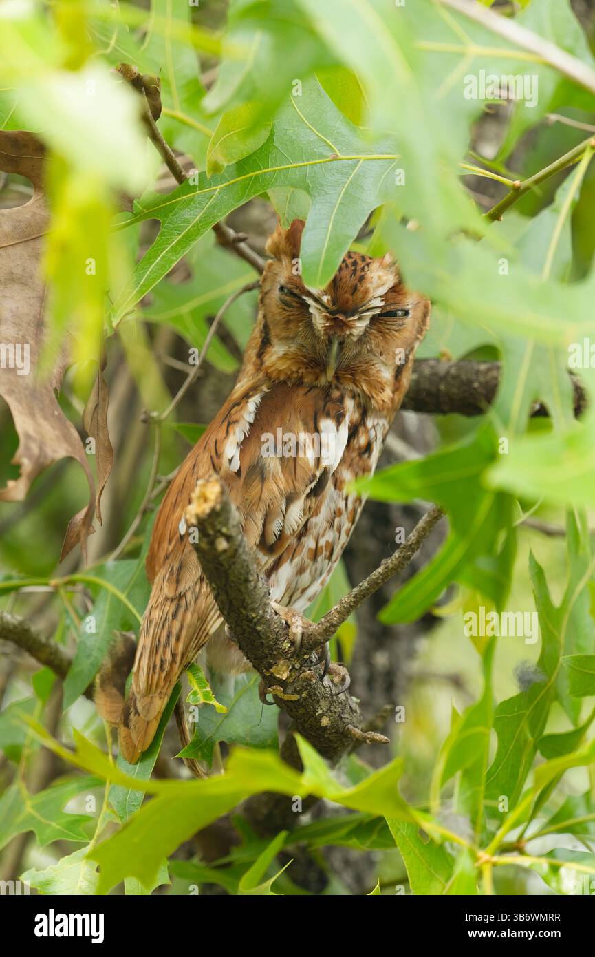 Female red rufous color phase eastern screech owl - Megascops Asio ...