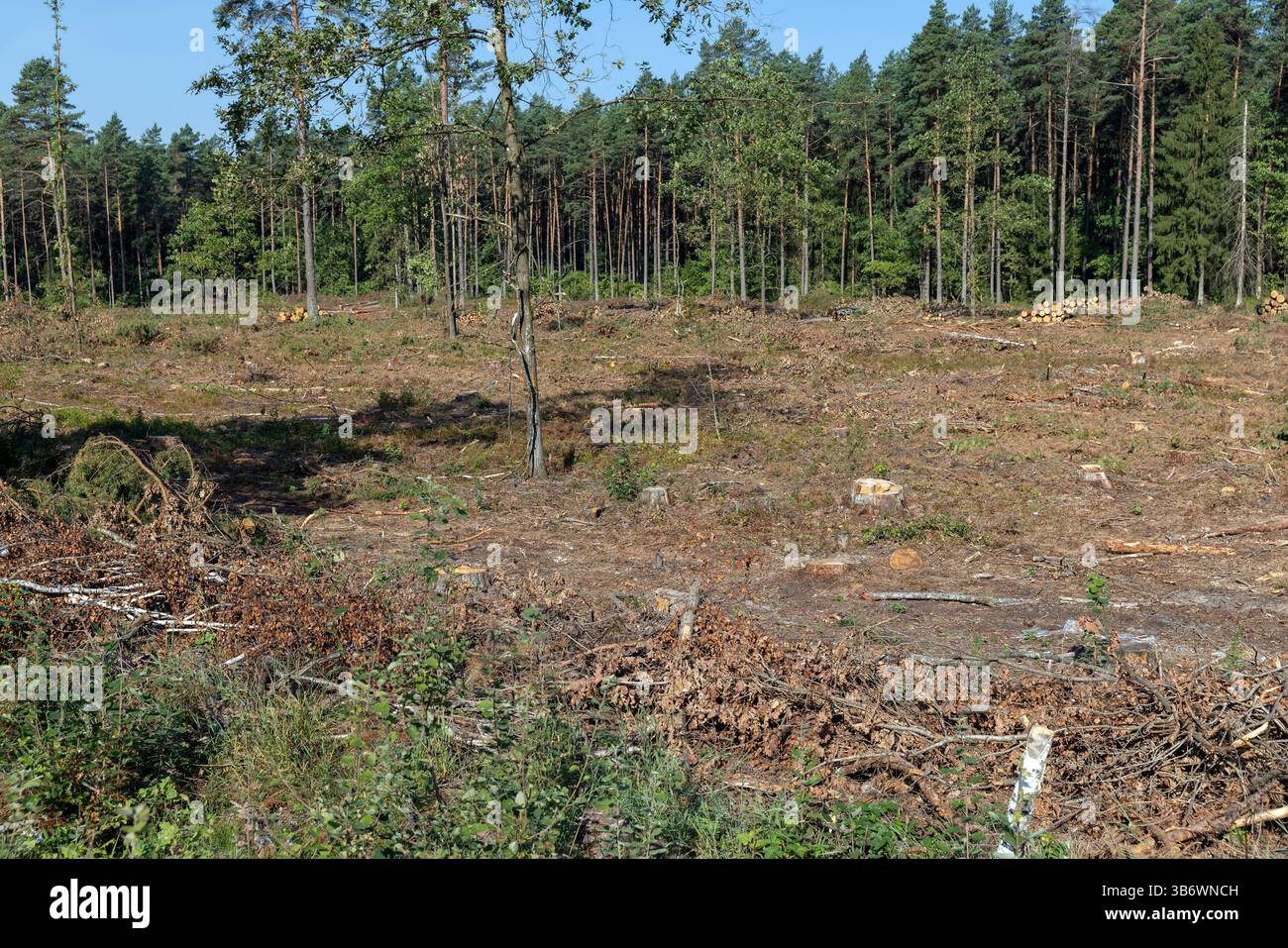 Deforestation for timber harvesting, timber harvesting in the forest ...
