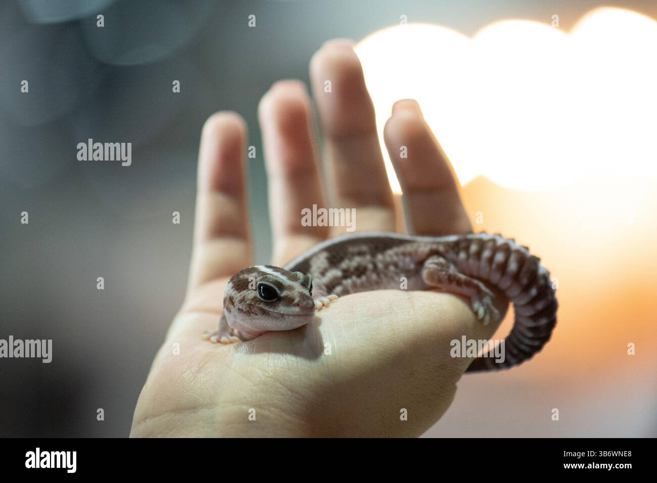 Bangkok, Thailand. 04th May, 2025. A Fat-tailed Gecko seen on a person ...