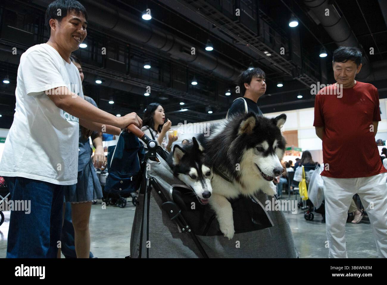 Bangkok, Thailand. 04th May, 2025. Siberian husky dogs seen in a ...