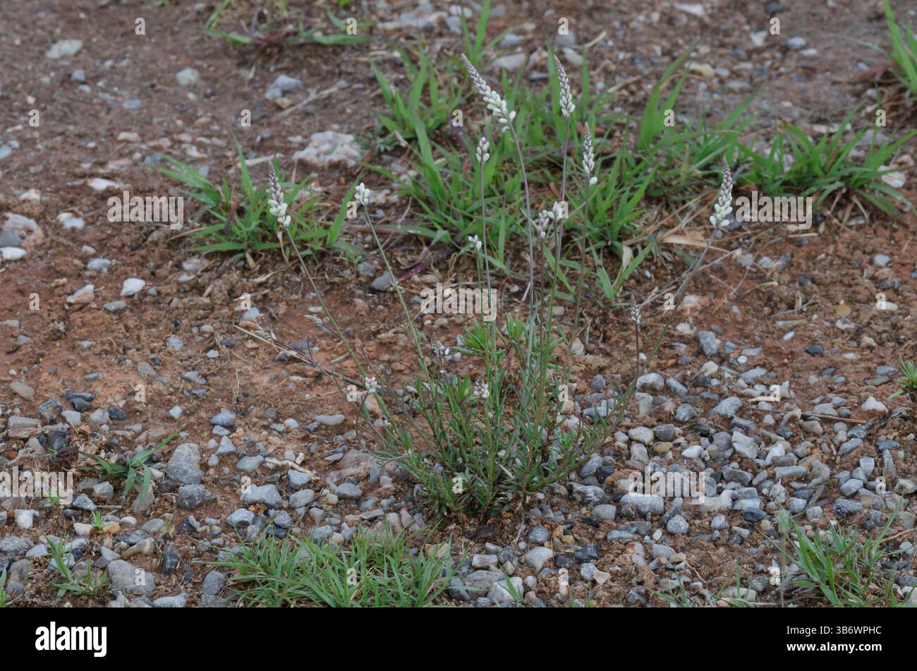 Polygala blooms hi-res stock photography and images - Alamy