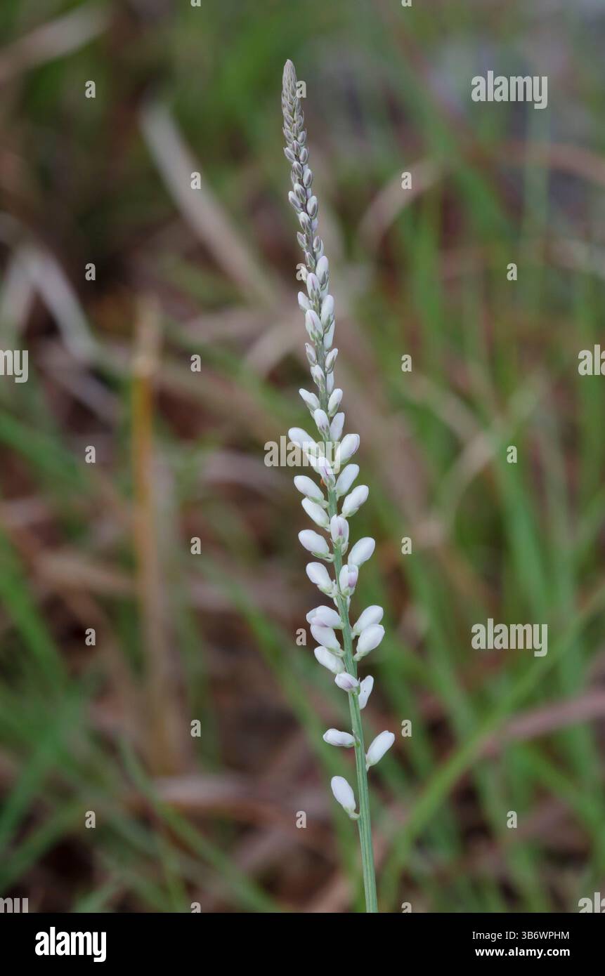Milkwort flowers hi-res stock photography and images - Alamy