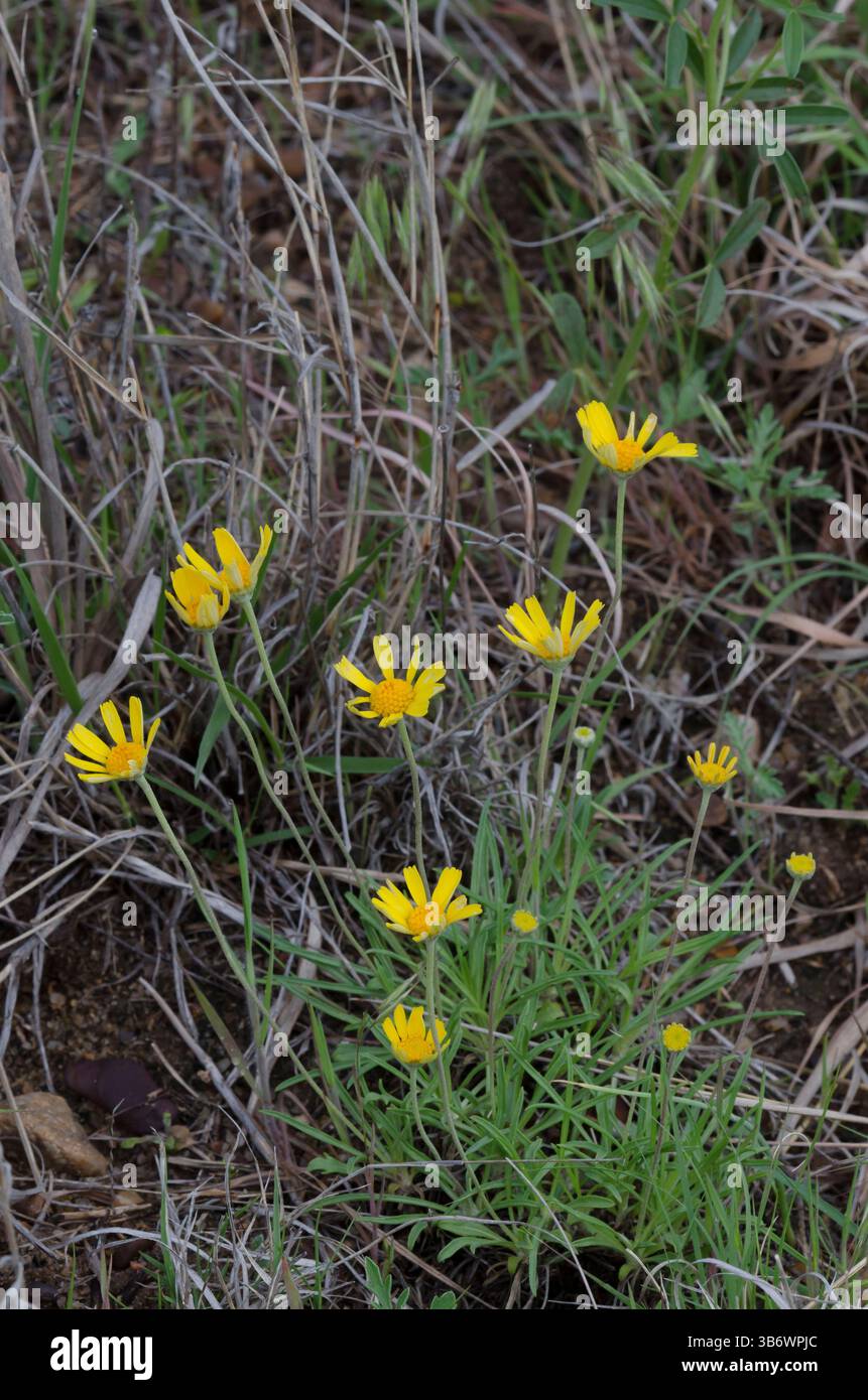 Stemmy Four-nerve Daisy, Tetraneuris scaposa Stock Photo - Alamy