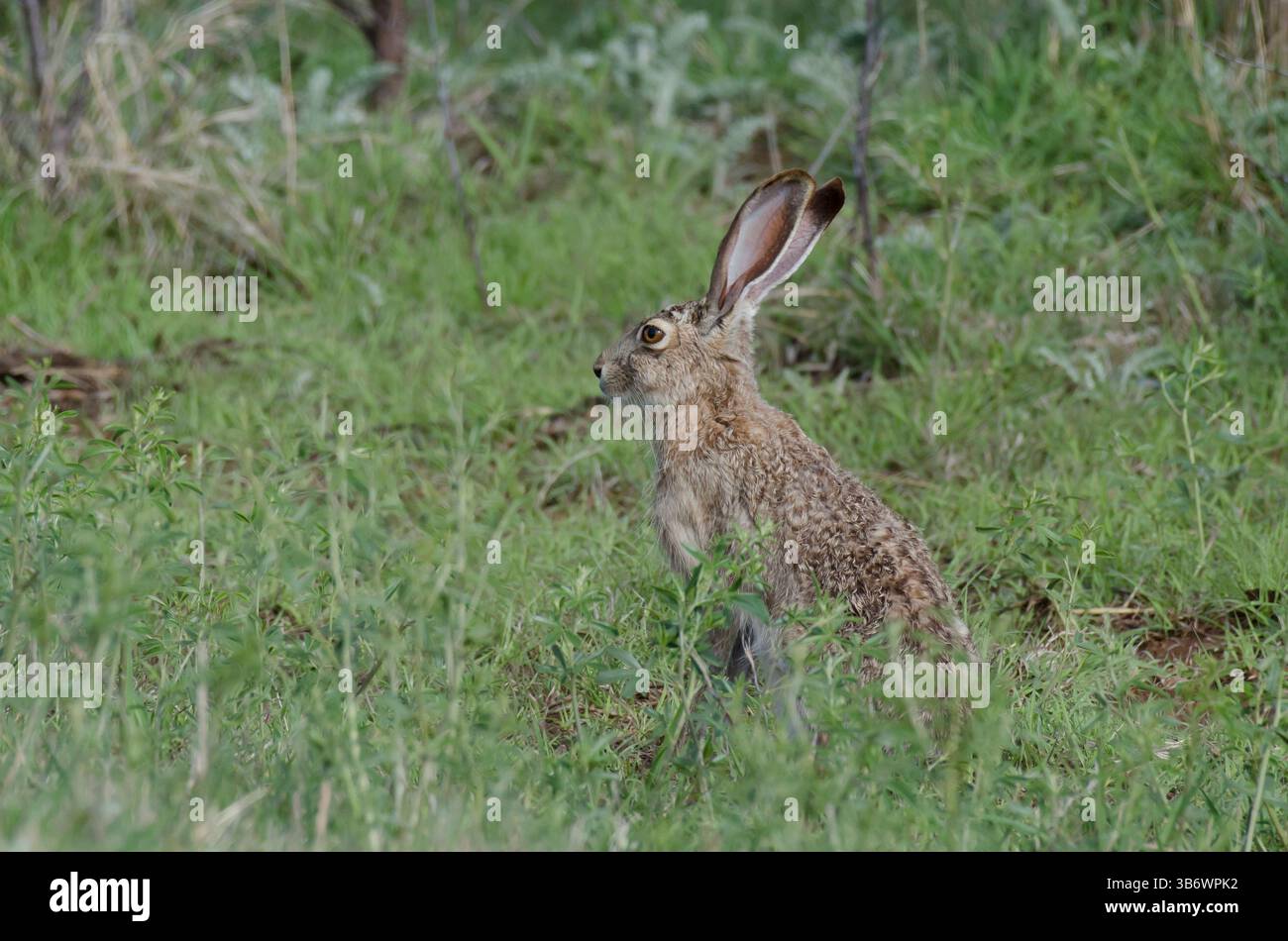 Black-tailed Jackrabbit, Lepus californicus Stock Photo - Alamy