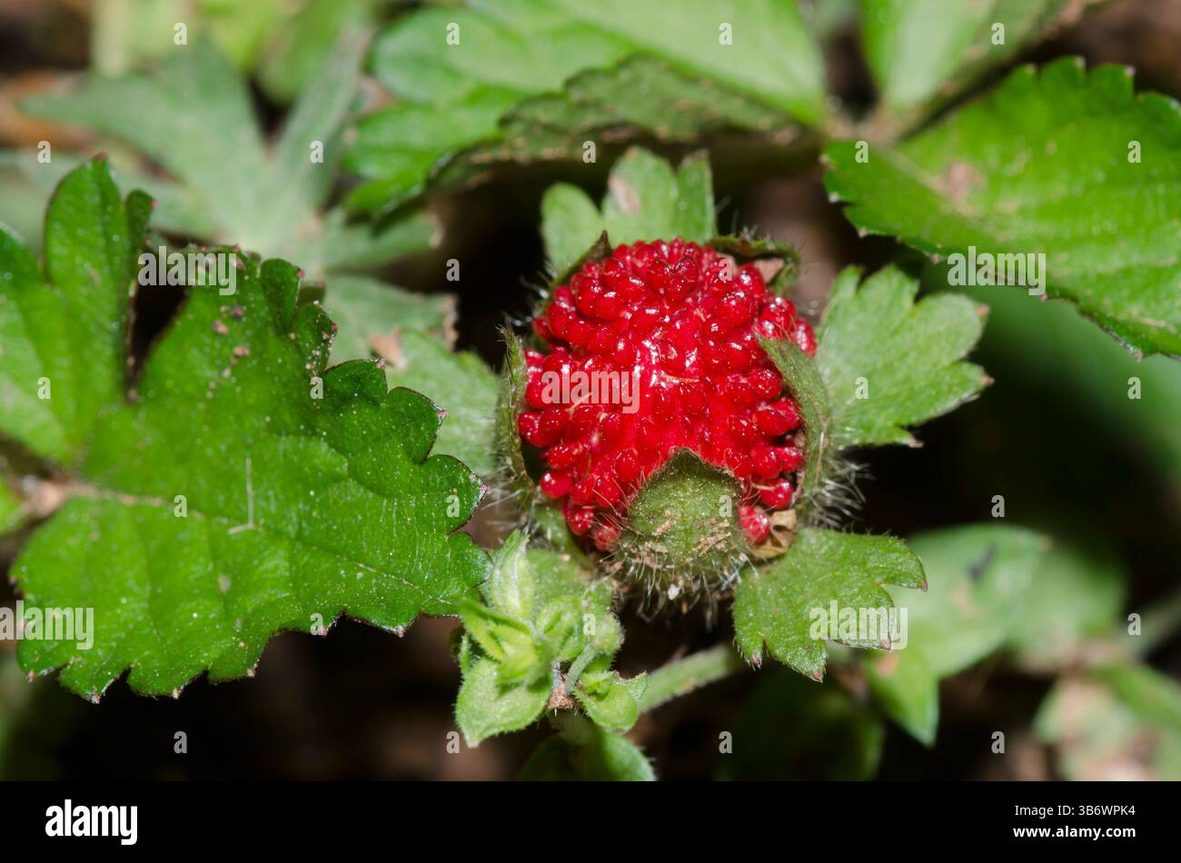 Duchesnea indica indian strawberry hi-res stock photography and images ...