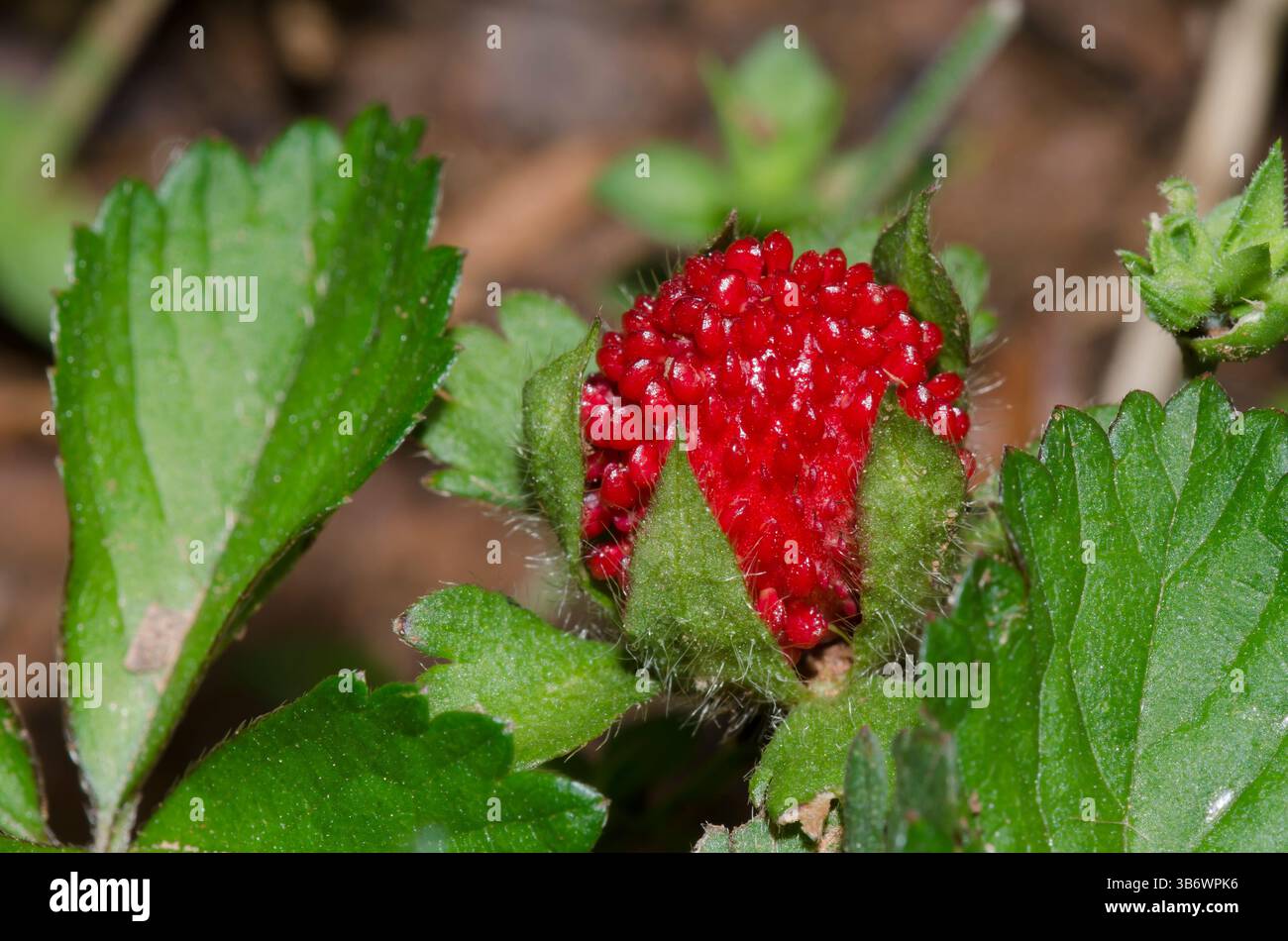 Duchesnea indica indian strawberry hi-res stock photography and images ...