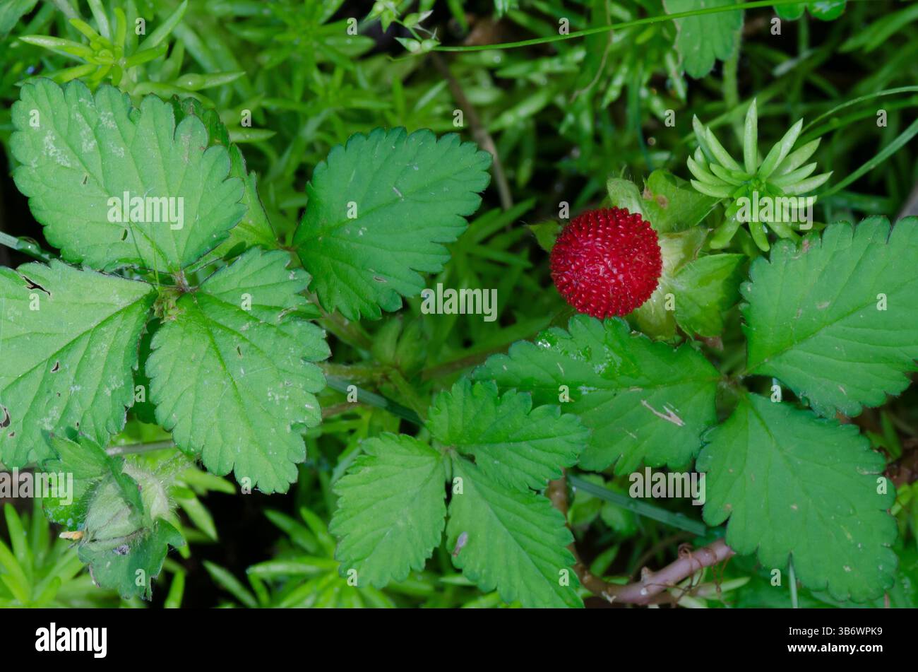 Duchesnea indica indian strawberry hi-res stock photography and images ...