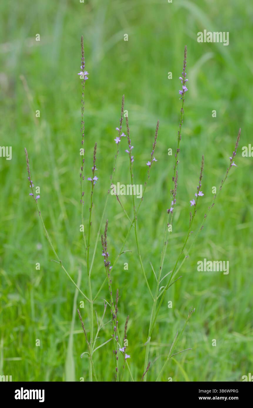 Texas Vervain, Verbena halei Stock Photo - Alamy