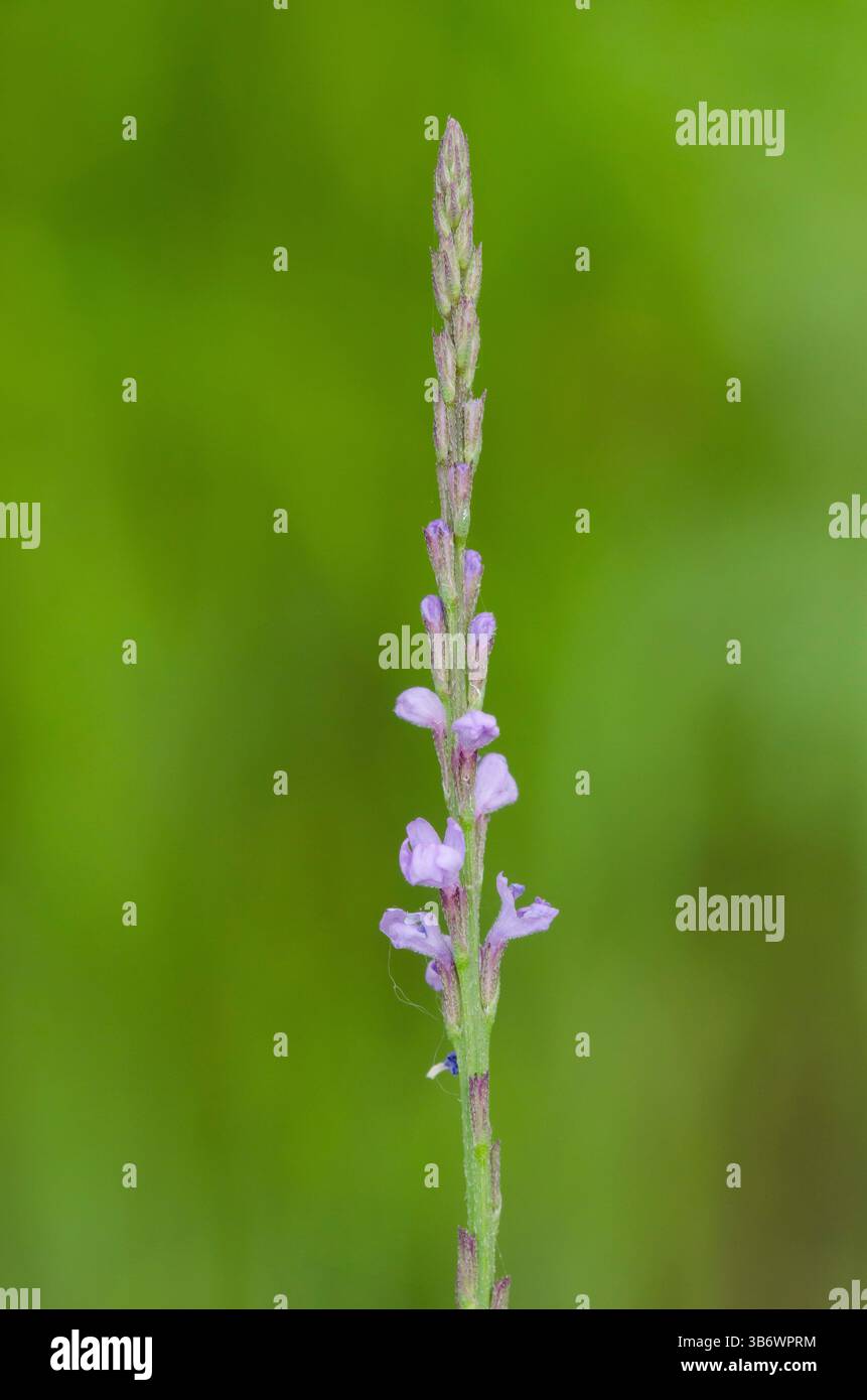Texas Vervain, Verbena halei Stock Photo - Alamy