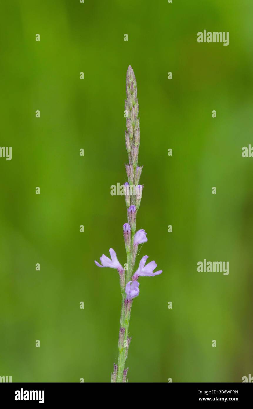 Texas Vervain, Verbena halei Stock Photo - Alamy