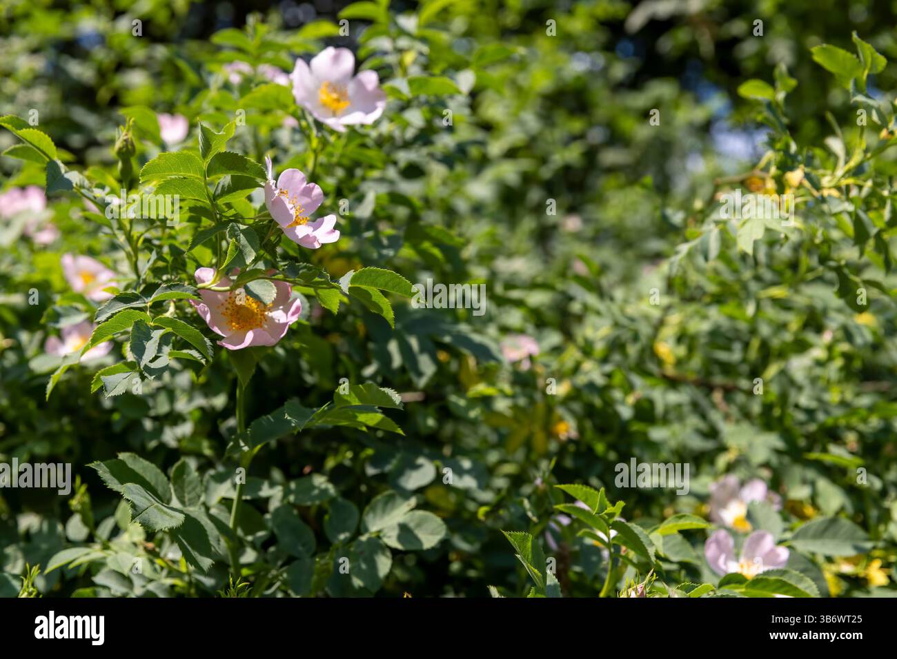 shrub with green foliage and pink roses, wild rose hips of light pink ...