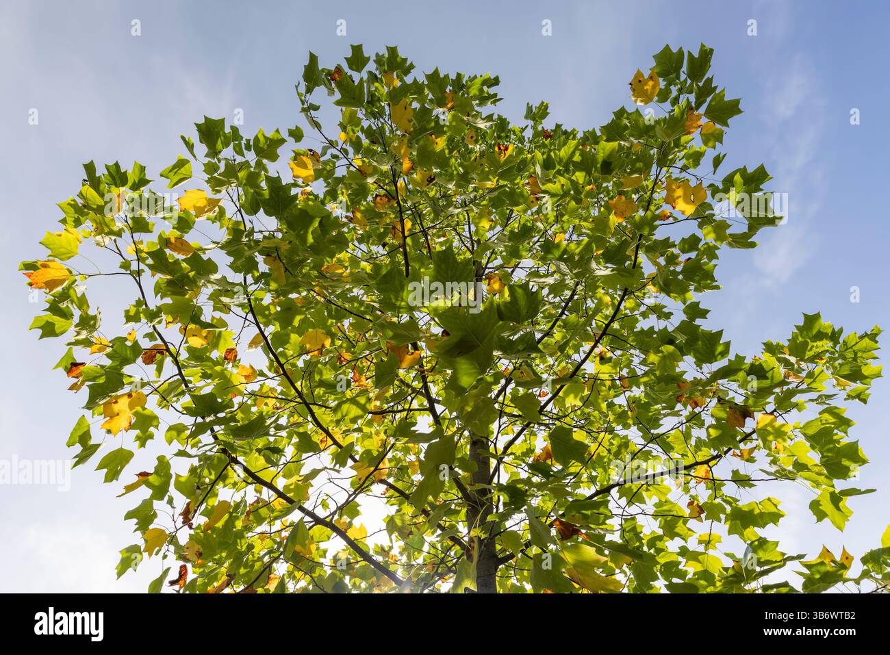 The yellowing foliage of the tulip tree in the autumn season, the ...