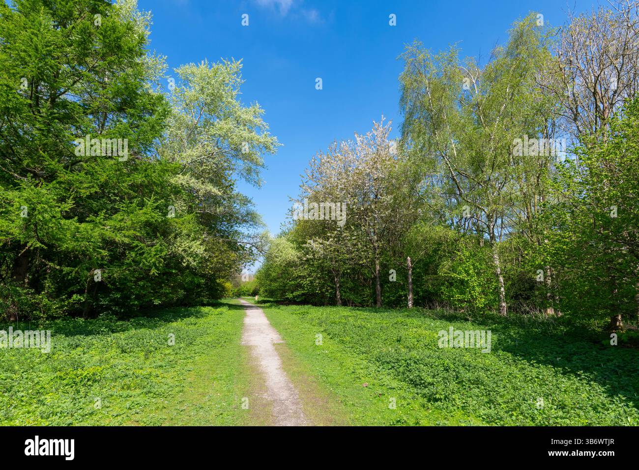 Path through Anderton nature park in spring sunshine. Northwich ...