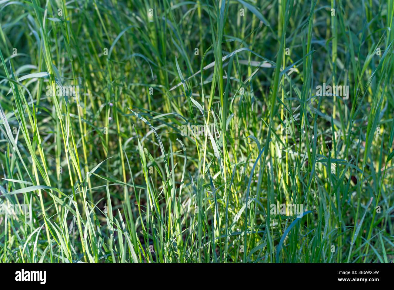 A field of grass with tall green stalks. The grass is very tall and is ...