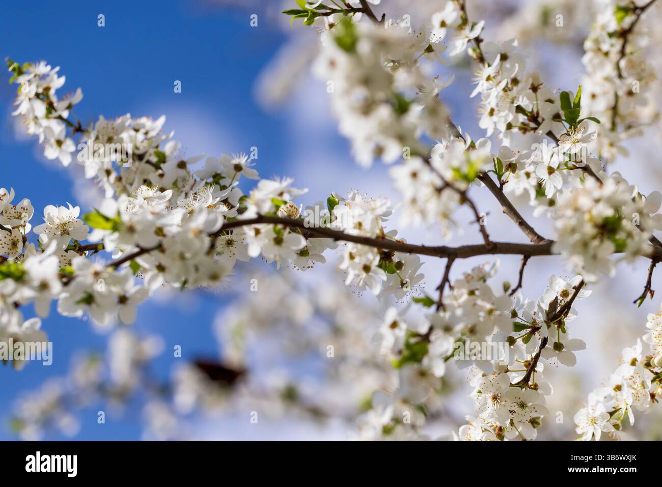 cherry in the orchard blooms with white flowers , beautiful white ...