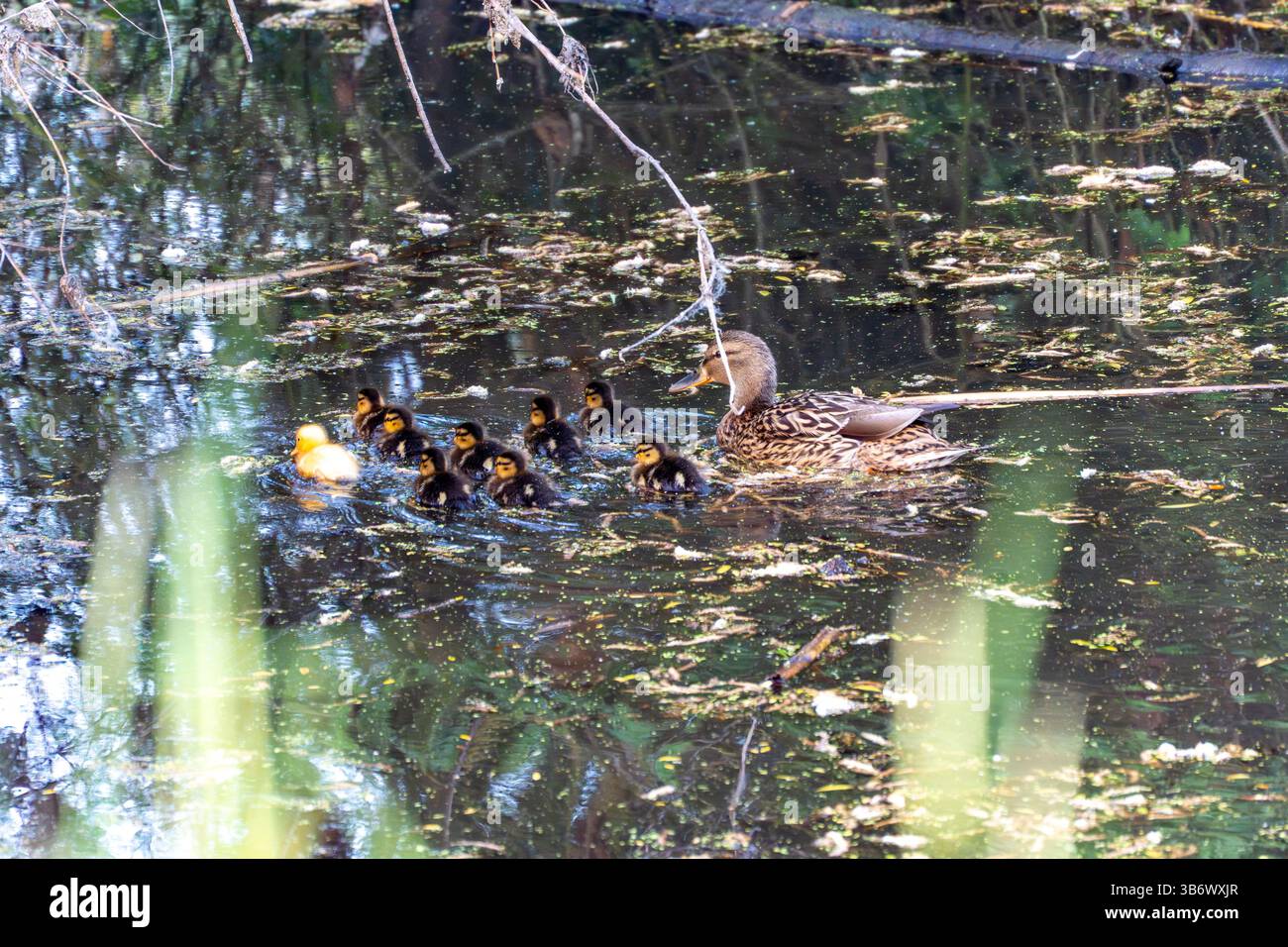 A mother duck and her ducklings are swimming in a pond. The mother duck ...