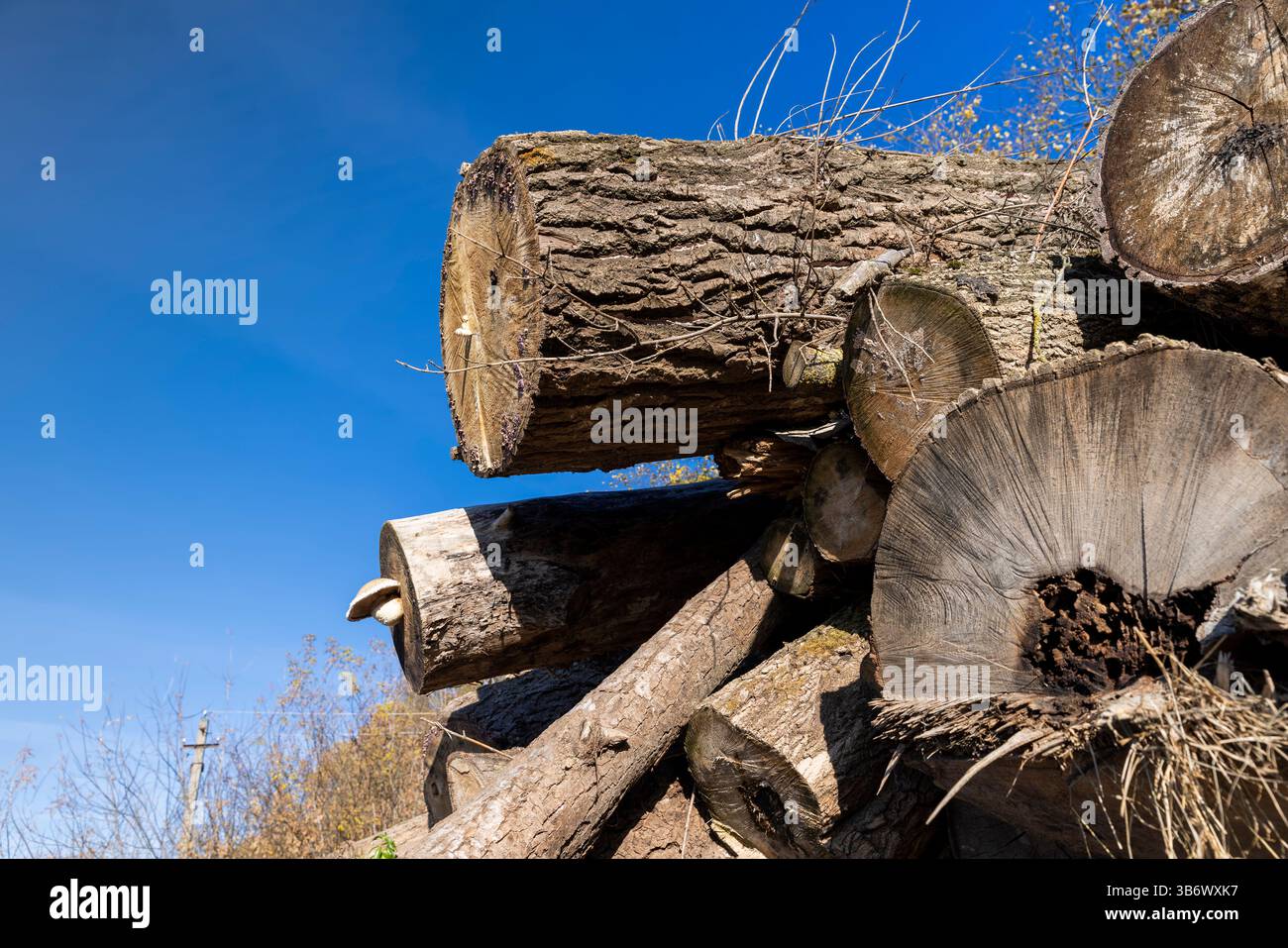 old trees cut down into logs, a bunch of old trees of different ...
