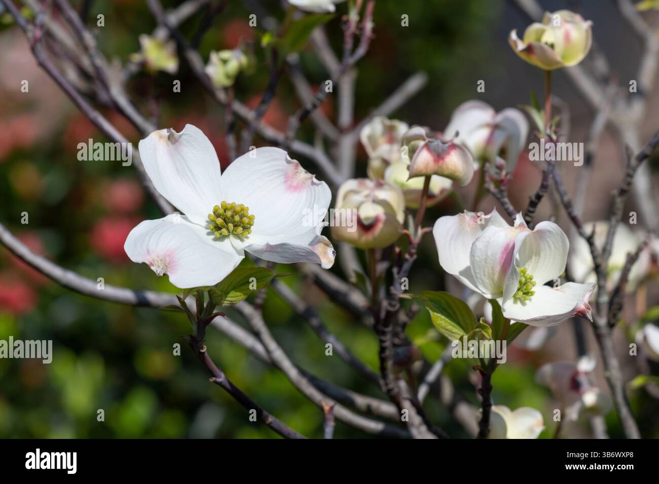 Cornus Florida tree in flower in spring sunshine Stock Photo - Alamy