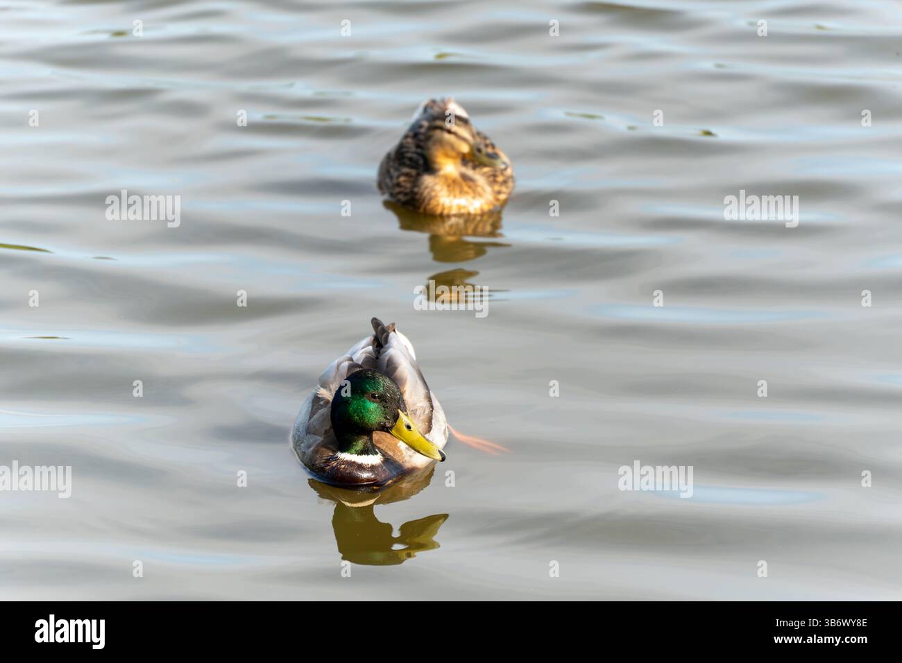 Two ducks are swimming in a body of water. One duck is on the left side ...