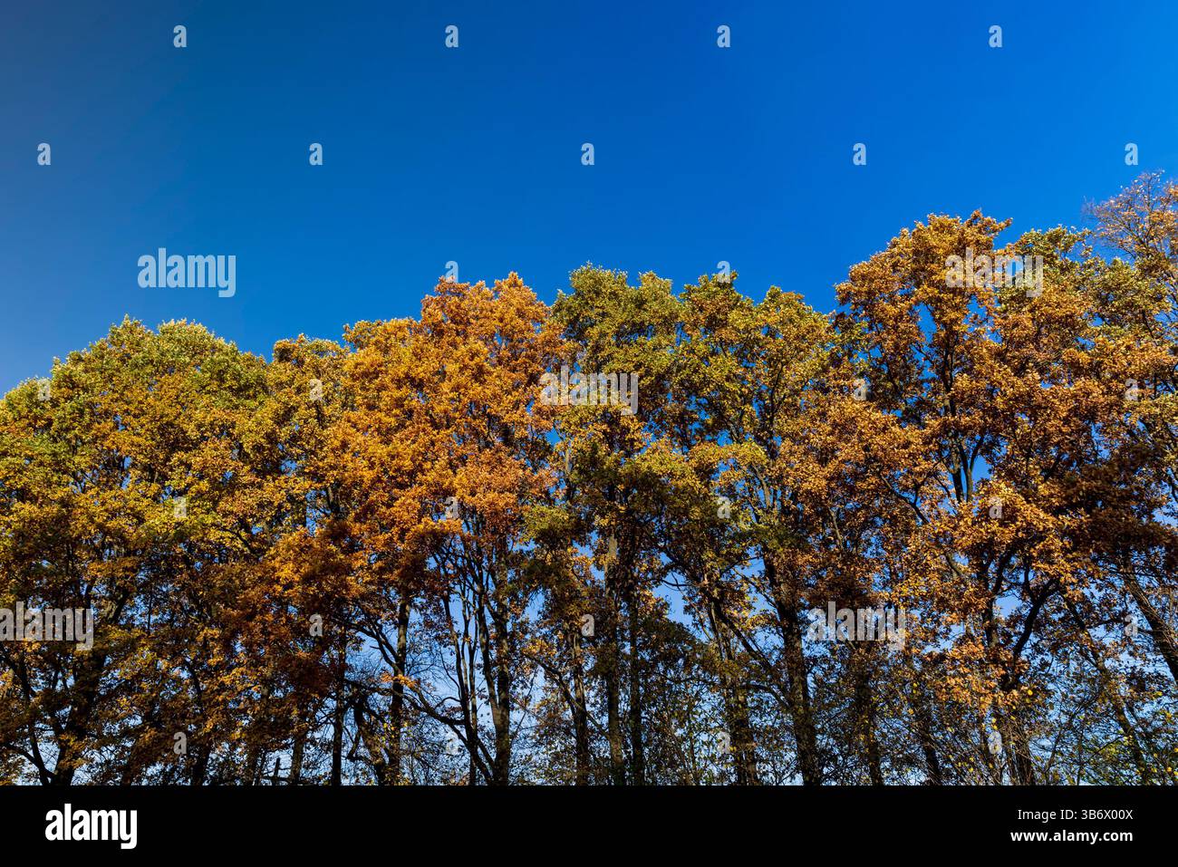 trees in the forest in sunny weather, different types of trees growing ...