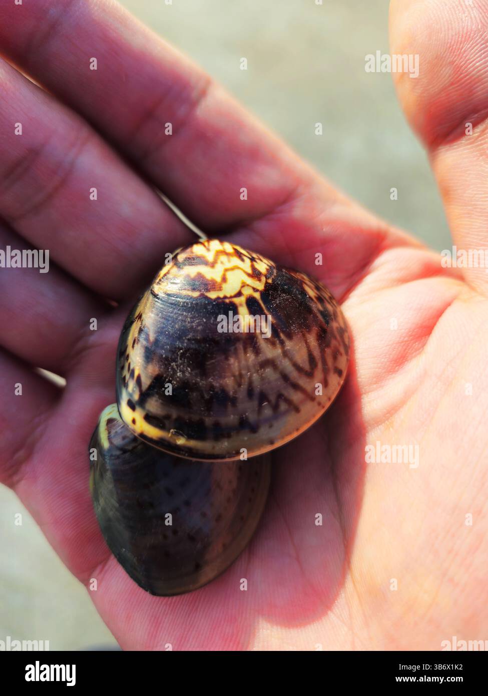 Two distinct sea shells hi-res stock photography and images - Alamy