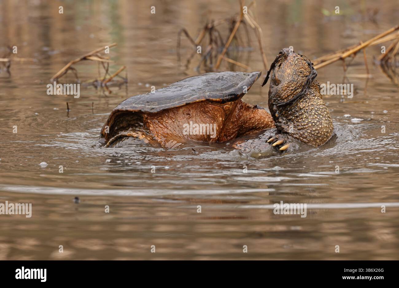 Snapping turtles, Chelydra serpentina, mating, female trying to escape ...