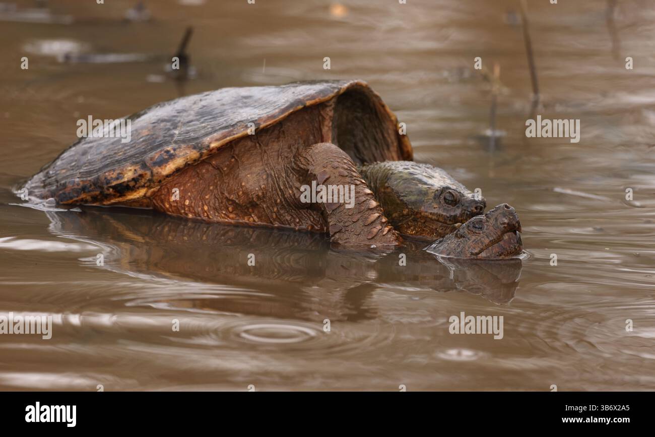 Snapping turtles, Chelydra serpentina, mating, Maryland Stock Photo - Alamy