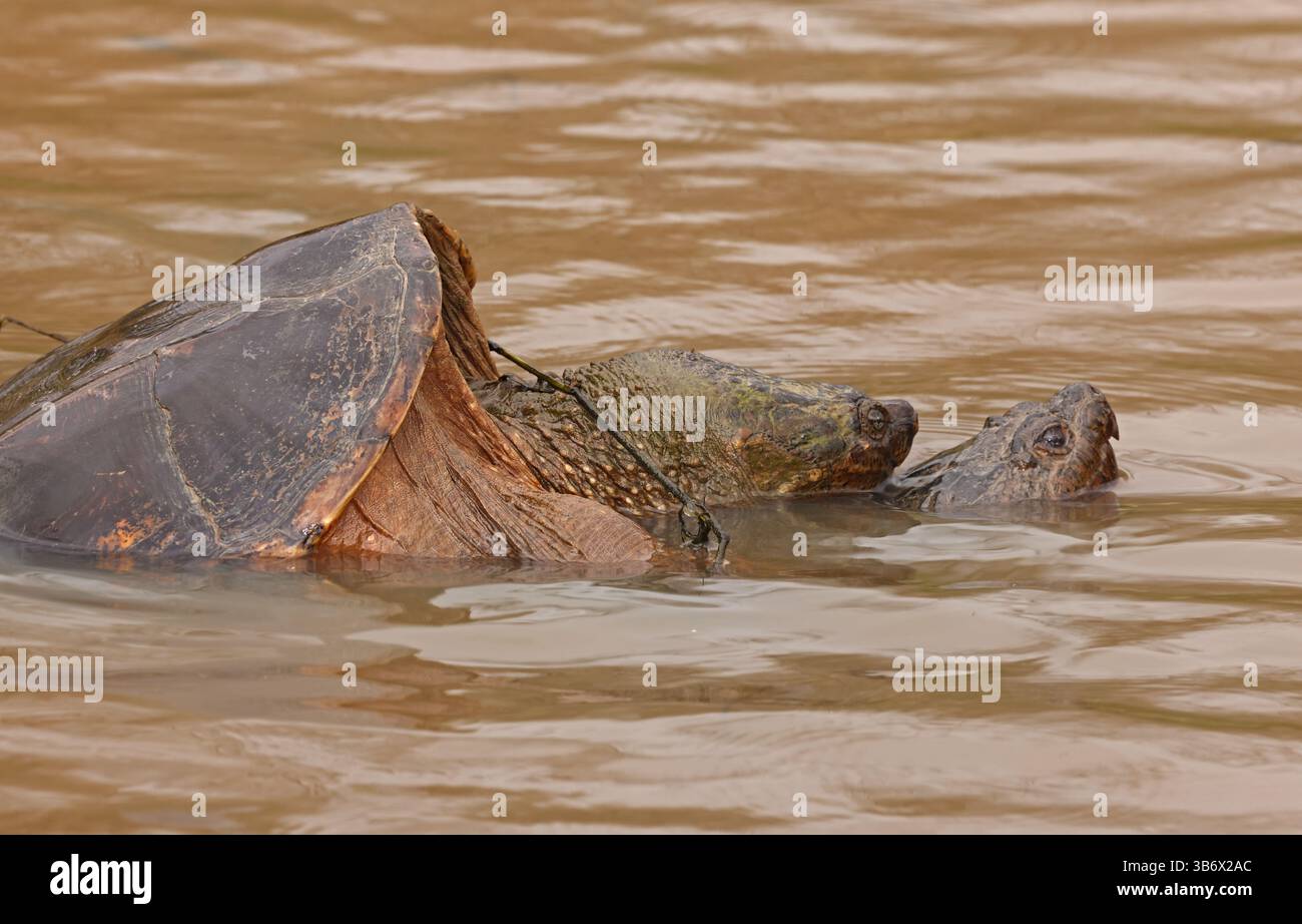 Snapping turtles, Chelydra serpentina, mating, Maryland Stock Photo - Alamy
