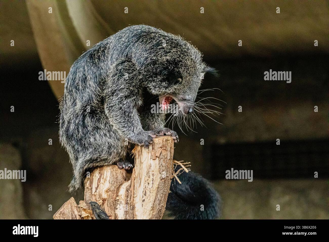 binturong Arctictis binturong , bearcat. a large black furry animal ...