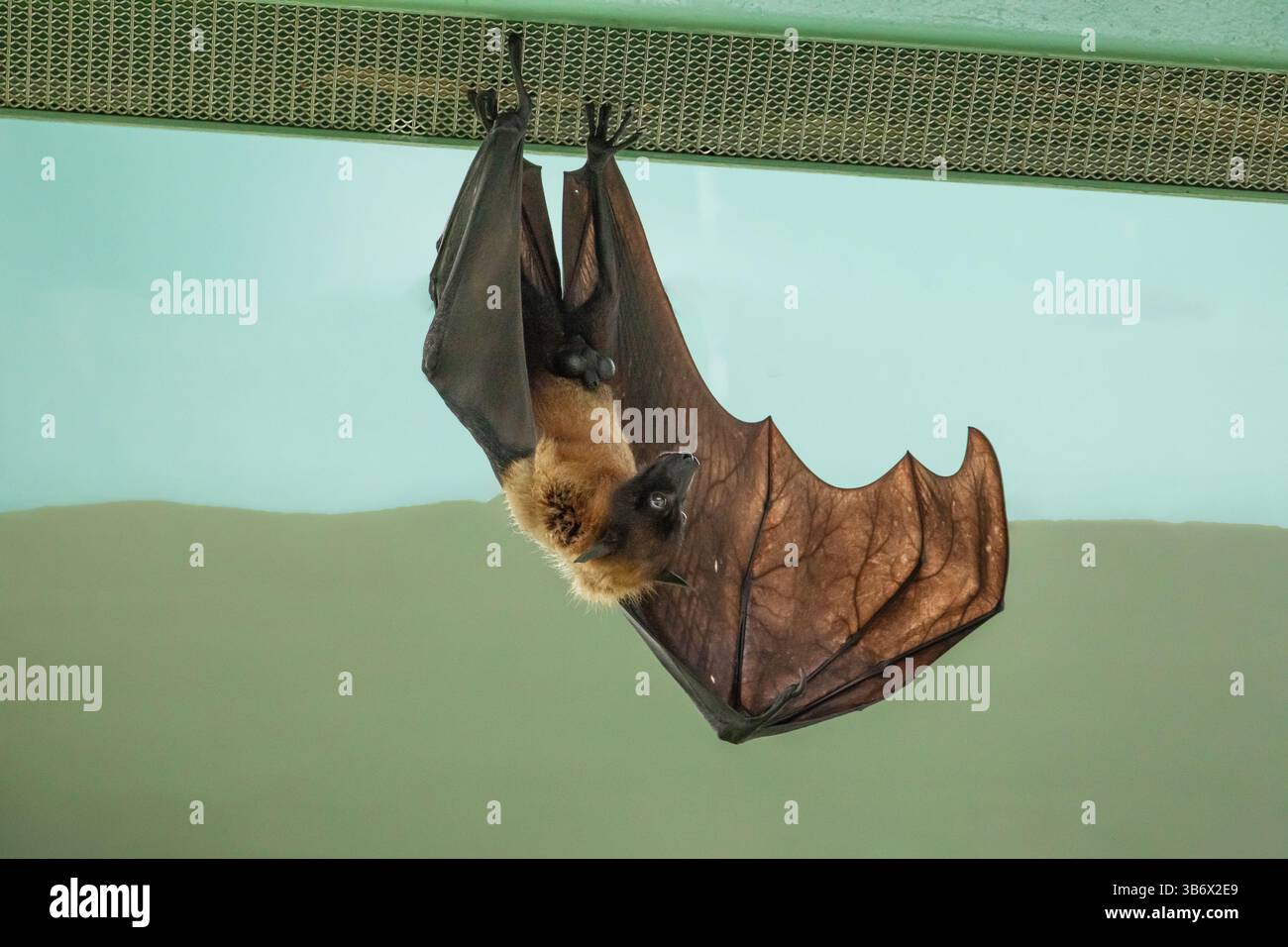 fruit bat hanging on tree in forest. Lyle's flying fox. a bat hangs ...