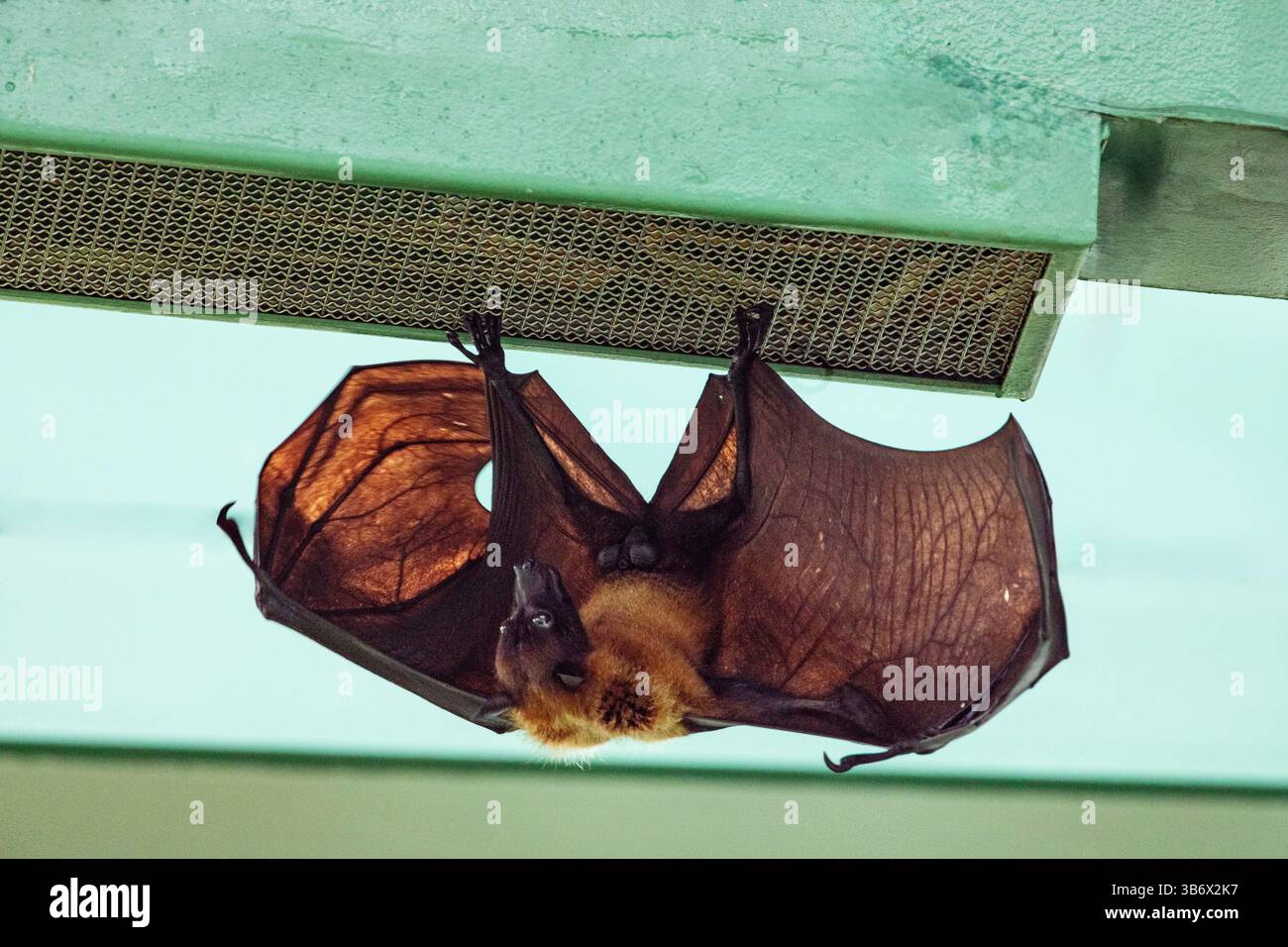 fruit bat hanging on tree in forest. Lyle's flying fox. a bat hangs ...