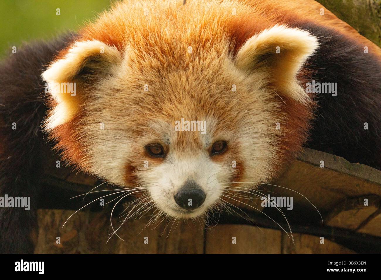 Cute Red panda, Young lesser panda Ailurus fulgens, cute little red ...