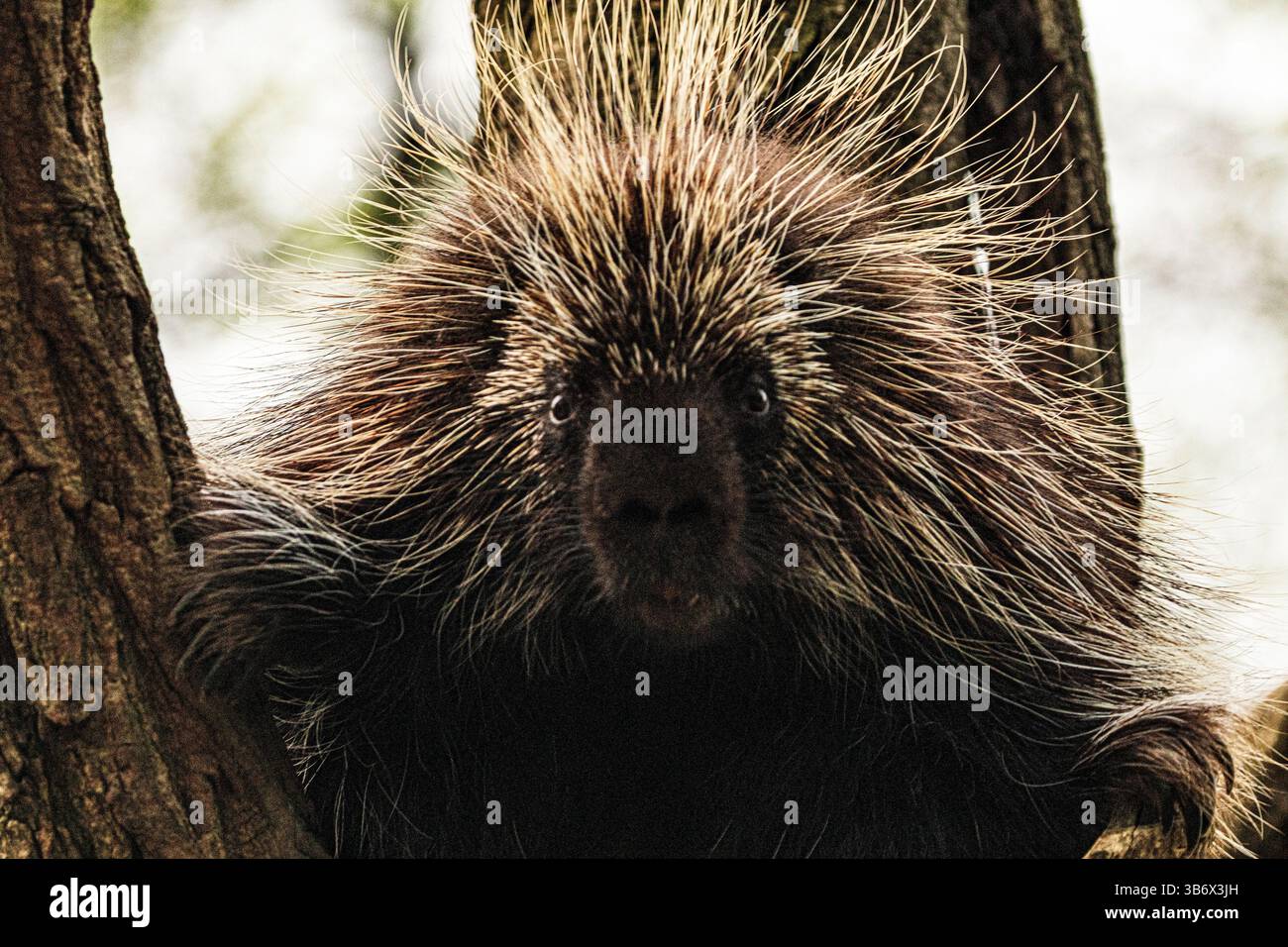 Cute North American Porcupine Erethizon Dorsatum, Canadian Porcupine or ...