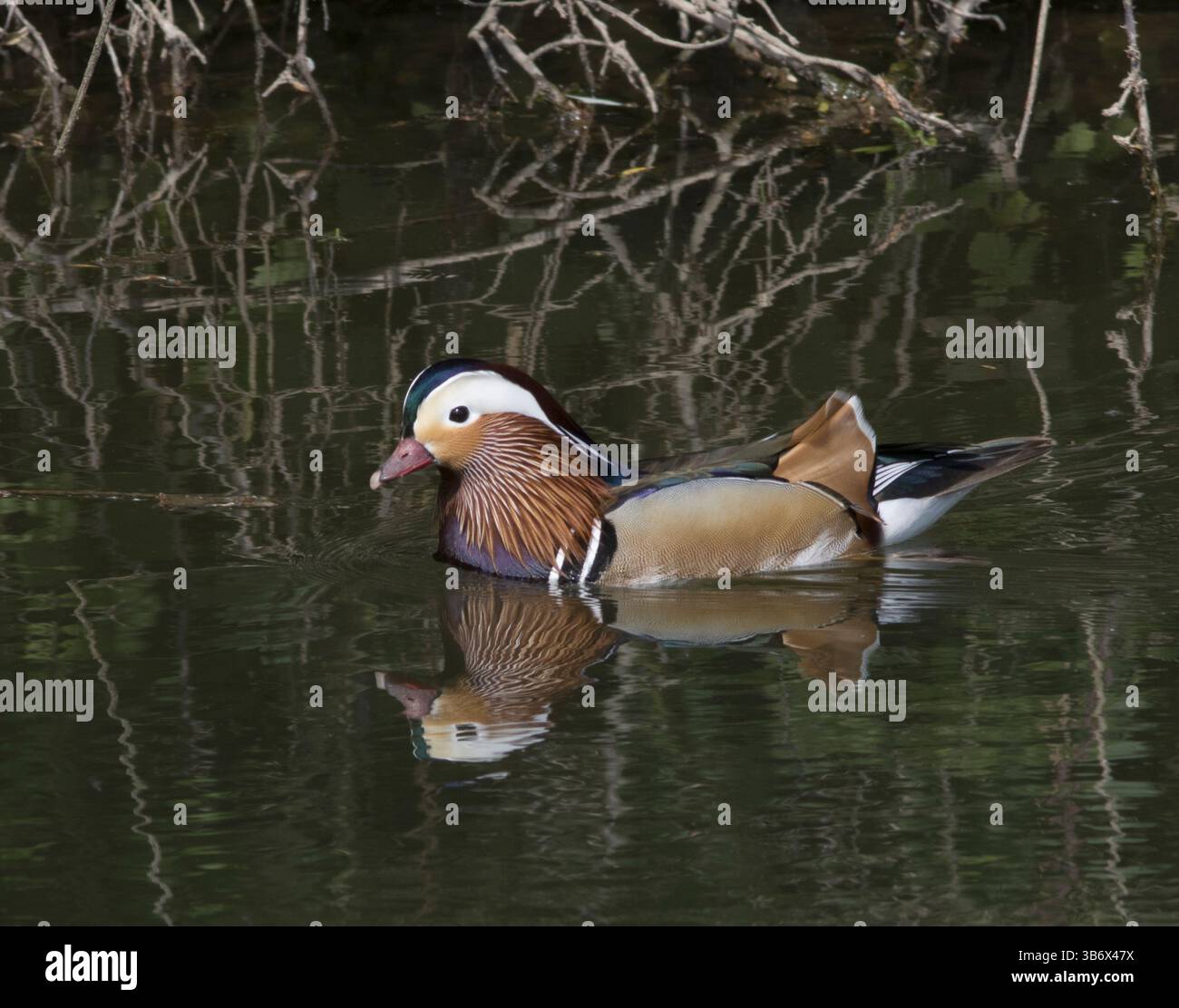 Male Mandarin Duck River Stort Halow Essex Stock Photo - Alamy