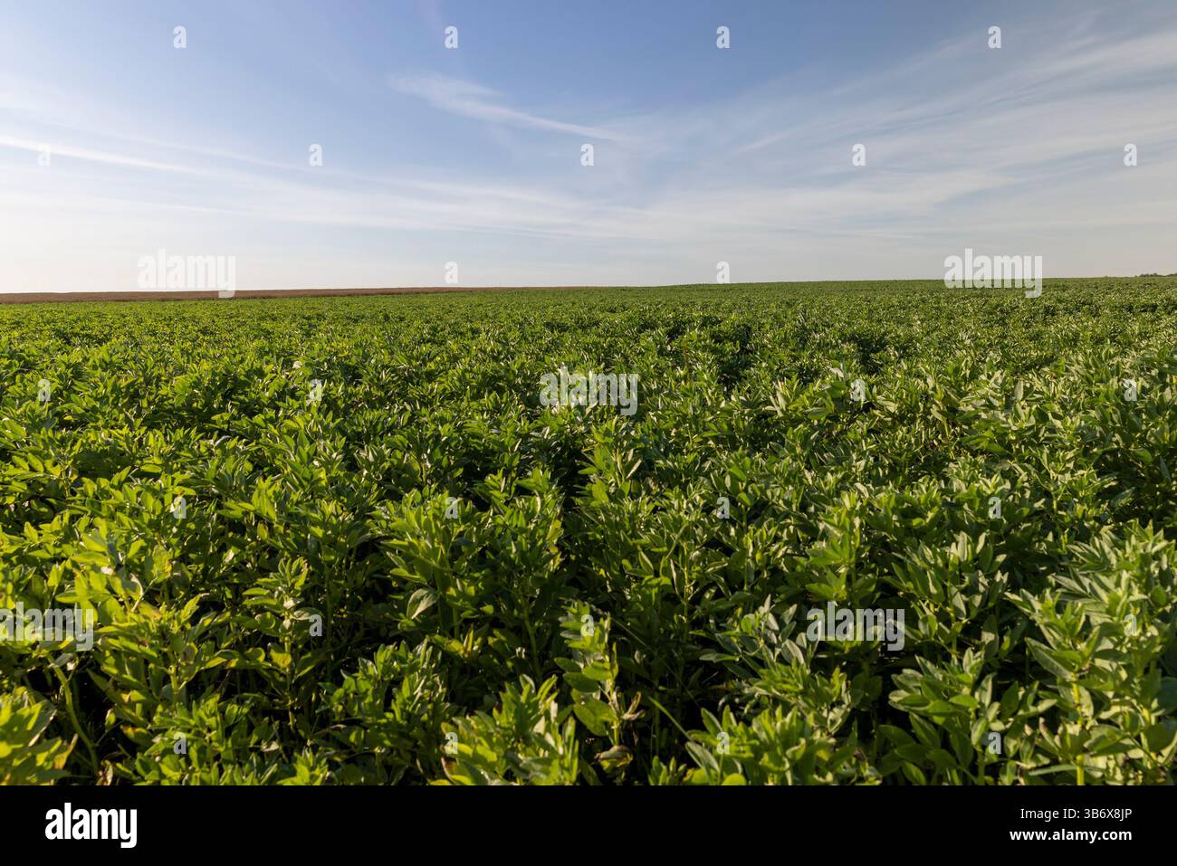 green bean bushes in an agricultural field, growing beans for food ...