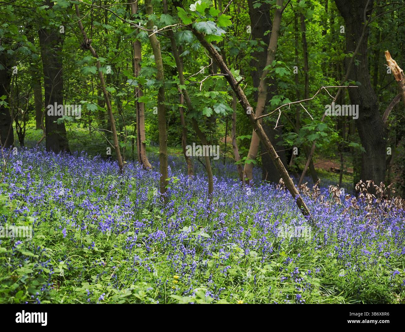 Bluebell woodland nature reserve hi-res stock photography and images ...