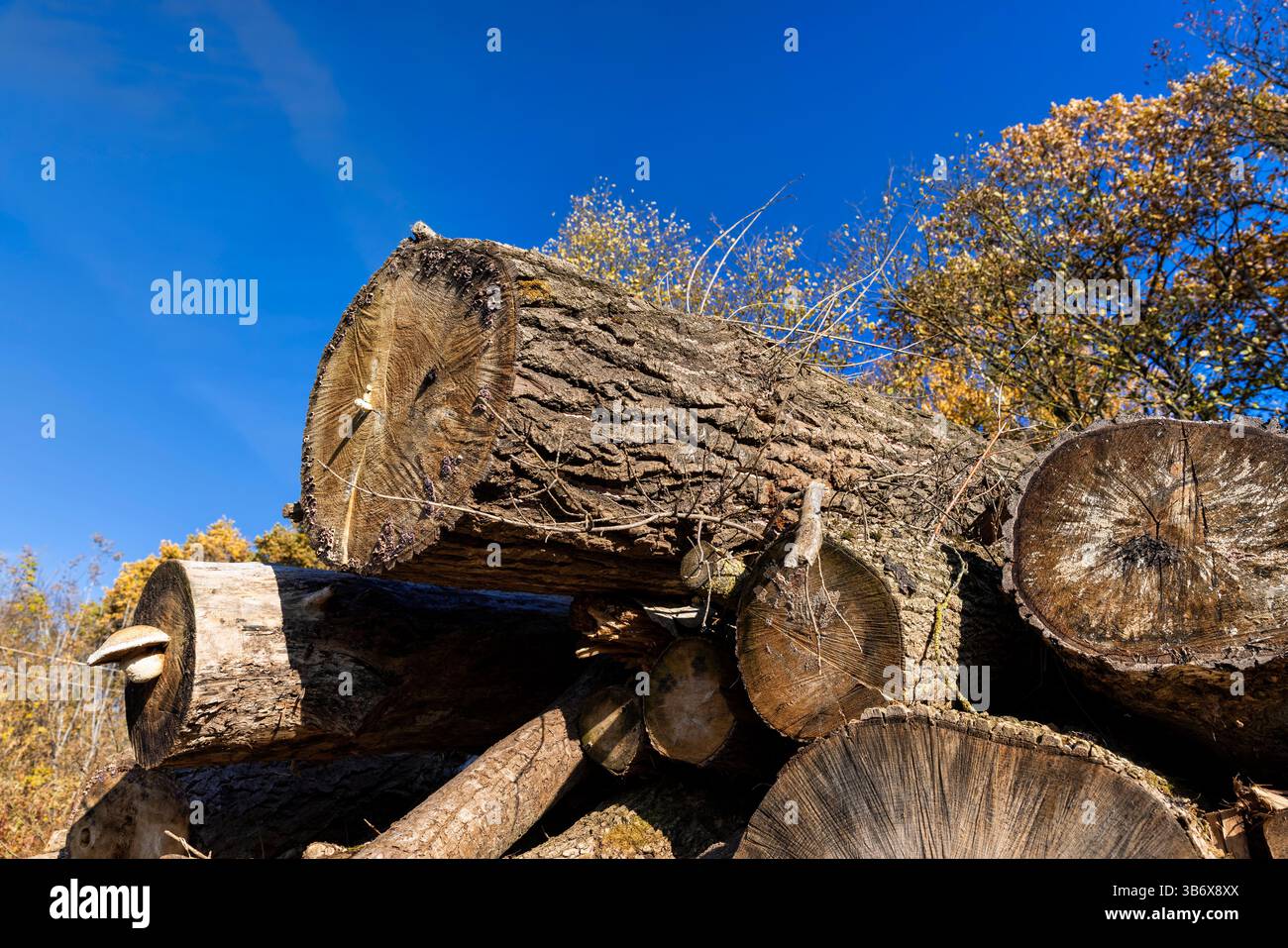 old trees cut down into logs, a bunch of old trees of different ...