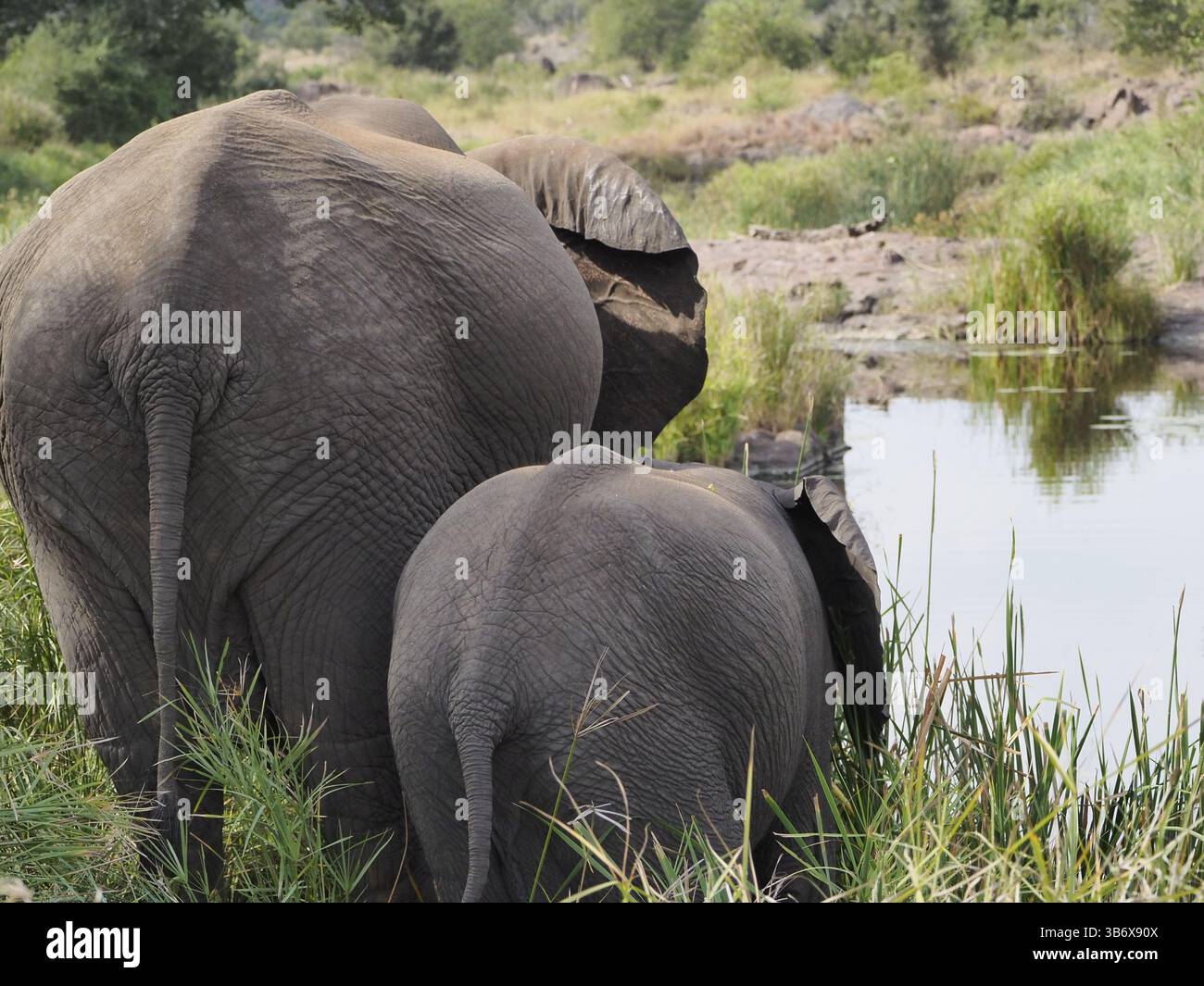 Elephant and calf mother hi-res stock photography and images - Alamy