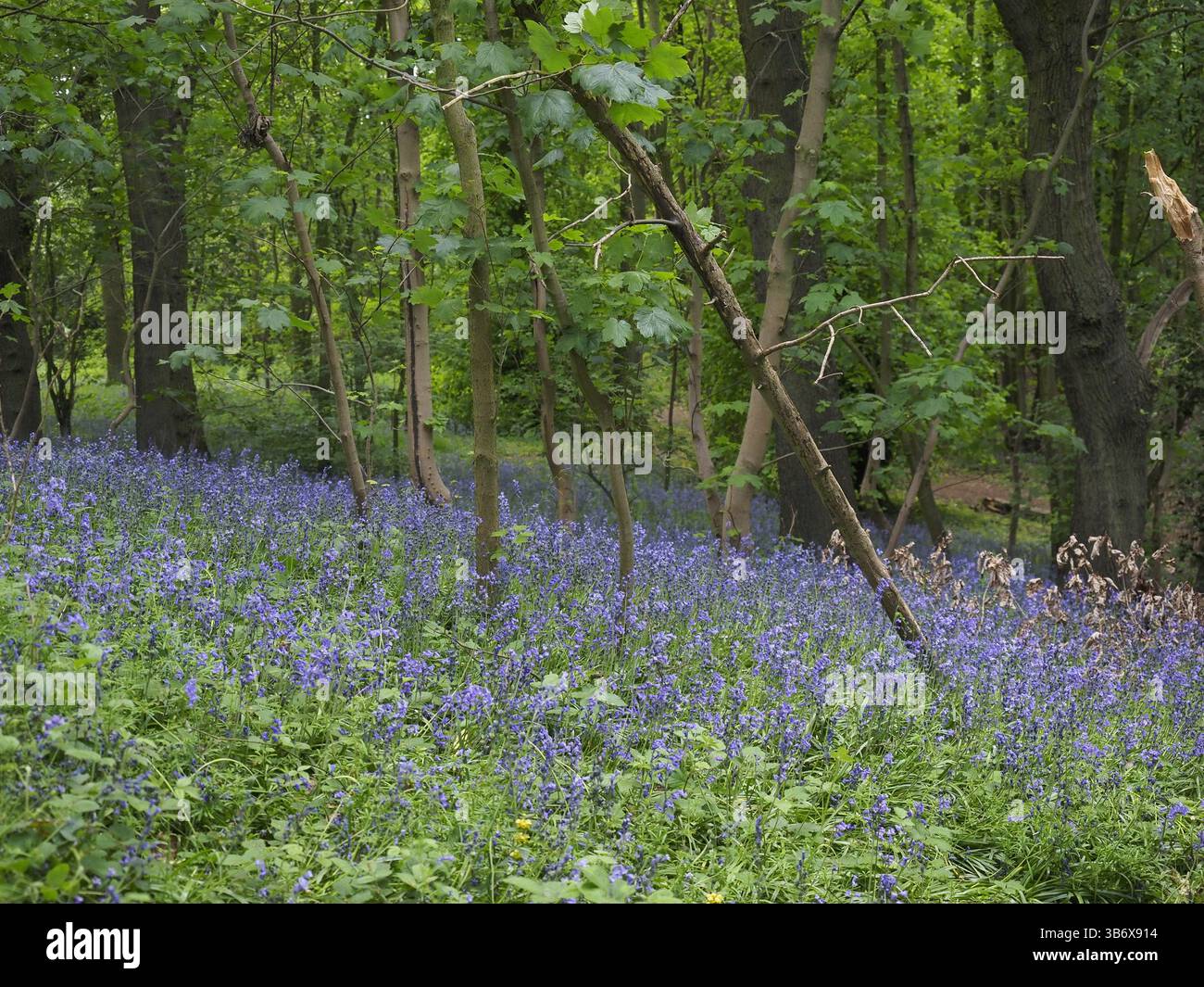 Bluebells spring deciduous woodland hi-res stock photography and images ...
