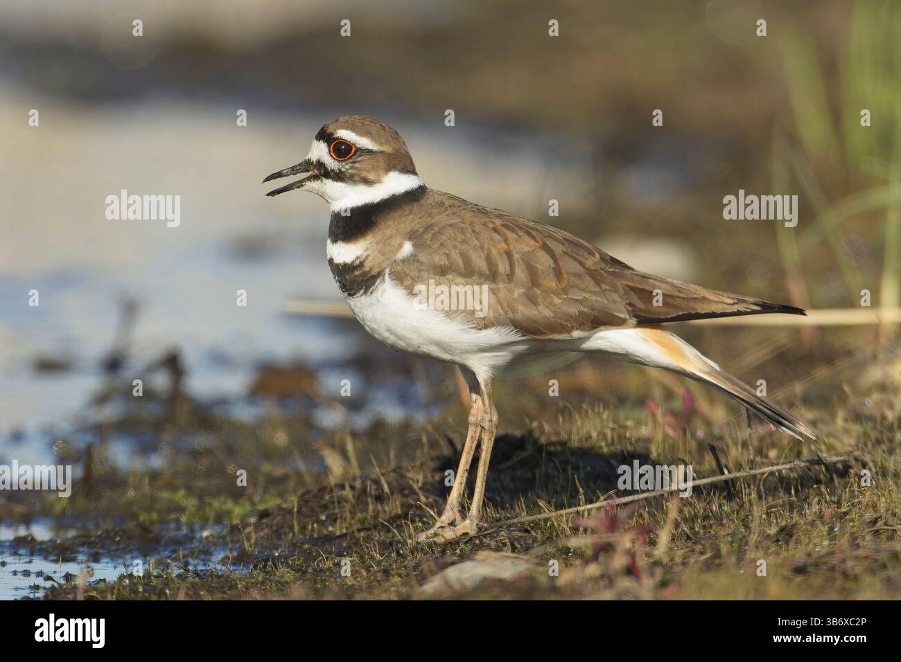Killdeer bird hi-res stock photography and images - Alamy