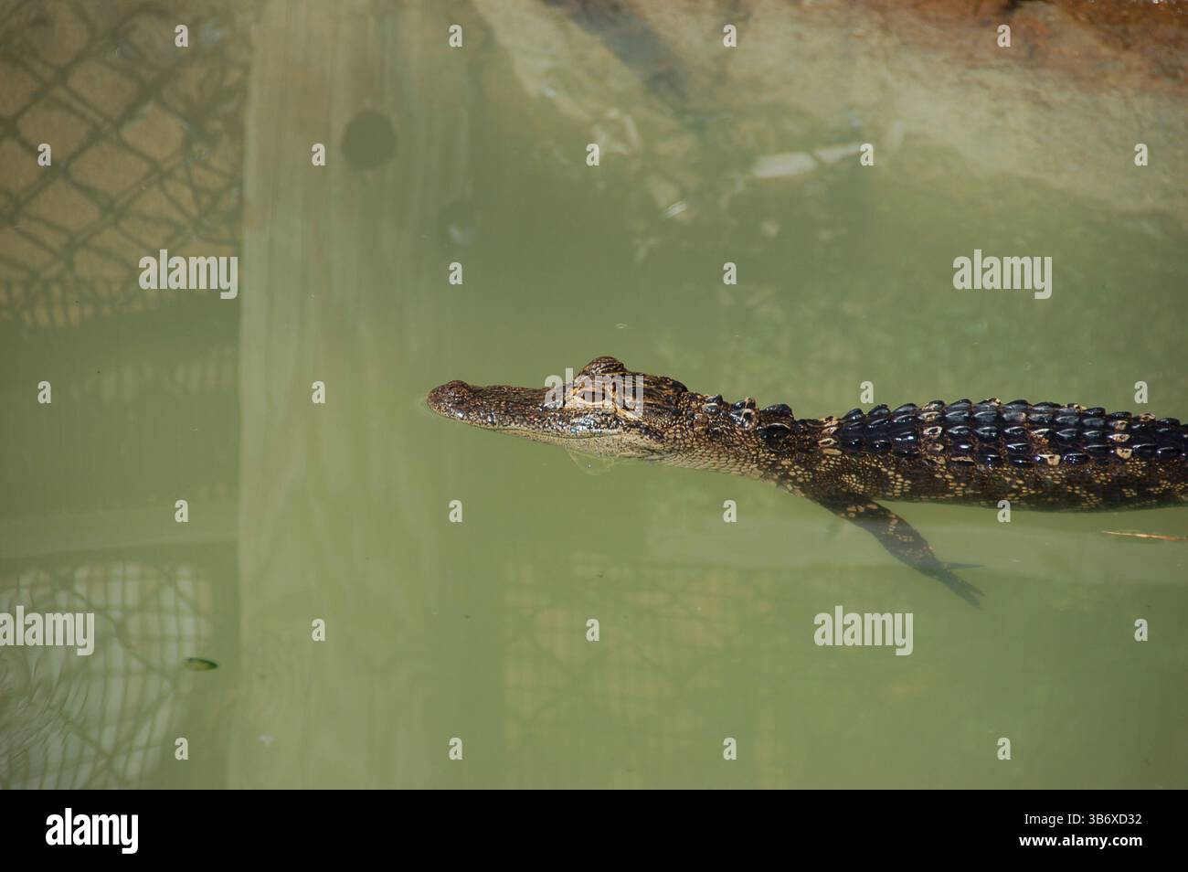 Group of young alligators sunbathing on white sand near a pond at an ...