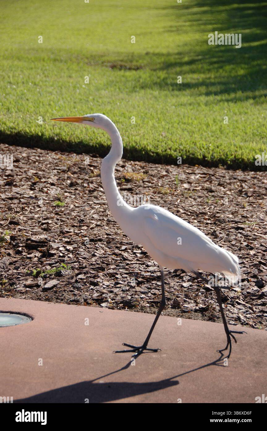 A great egret strolls gracefully along a sunlit path in a park, showing ...