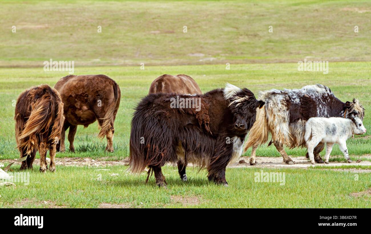 Yak animals in mongolia Stock Photo - Alamy