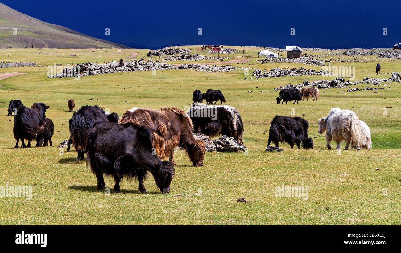 Yak animals in mongolia Stock Photo - Alamy