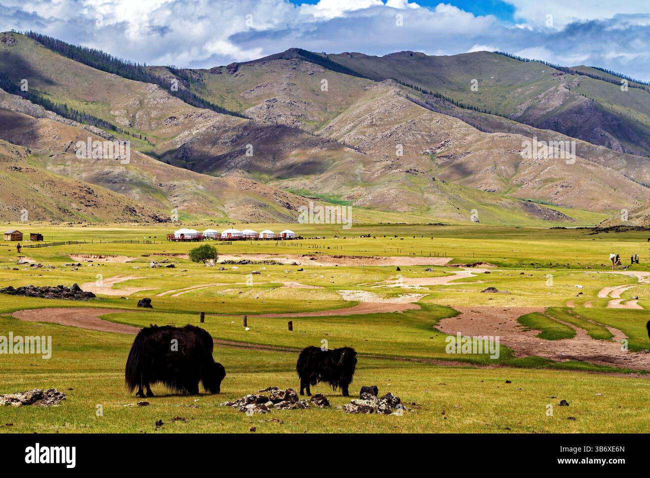 Yak animals in mongolia Stock Photo - Alamy