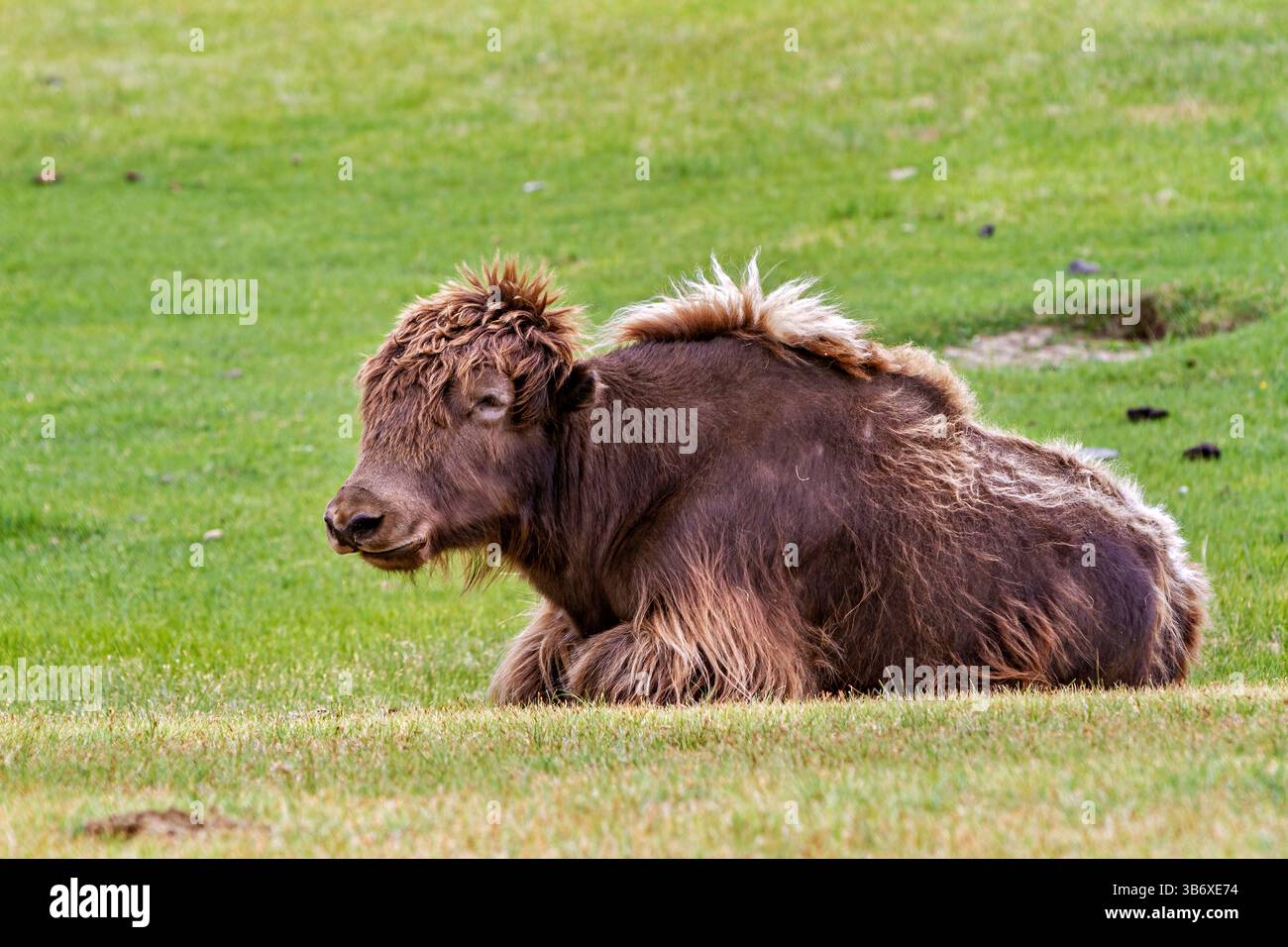 Yak animals in mongolia Stock Photo - Alamy